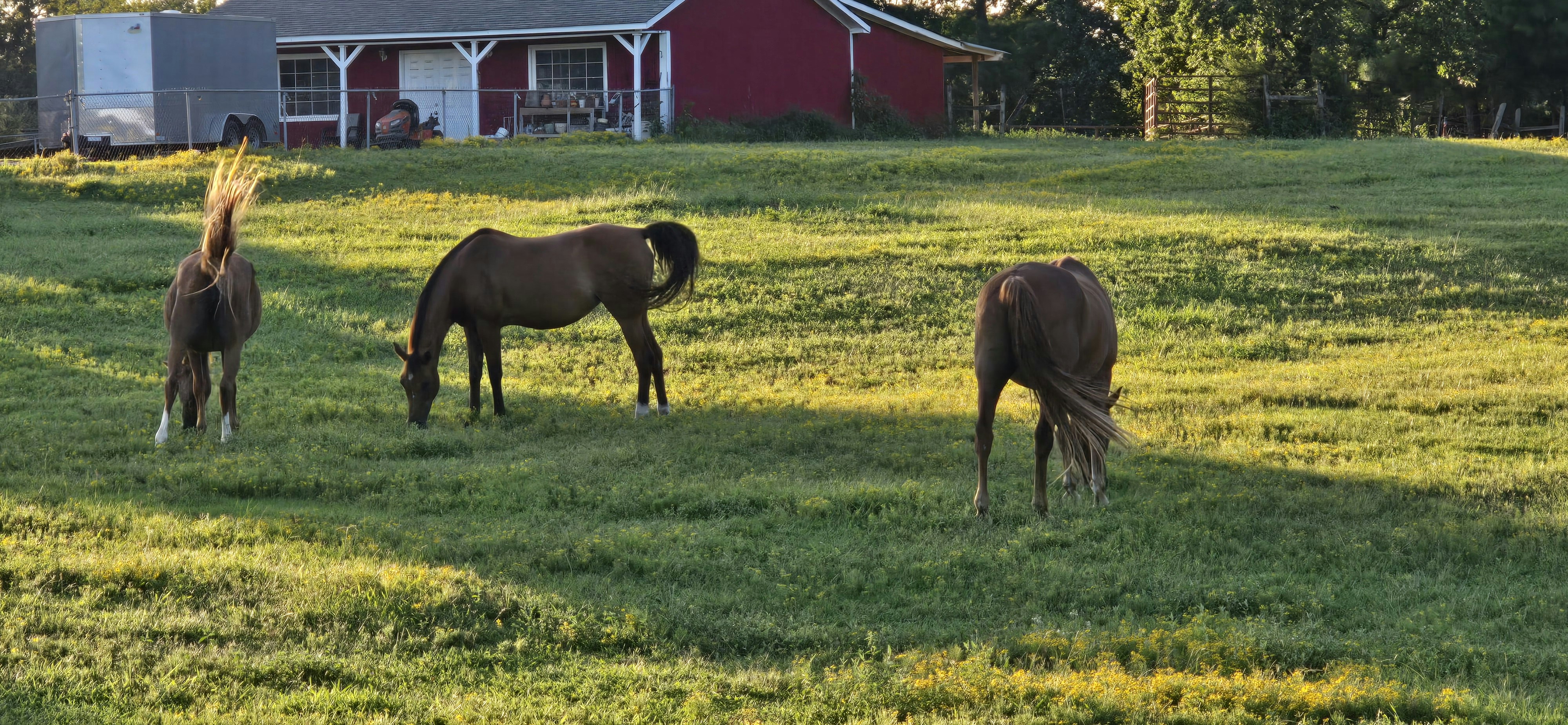 Golden Hour Pasture: Three Horses and a Red Barn