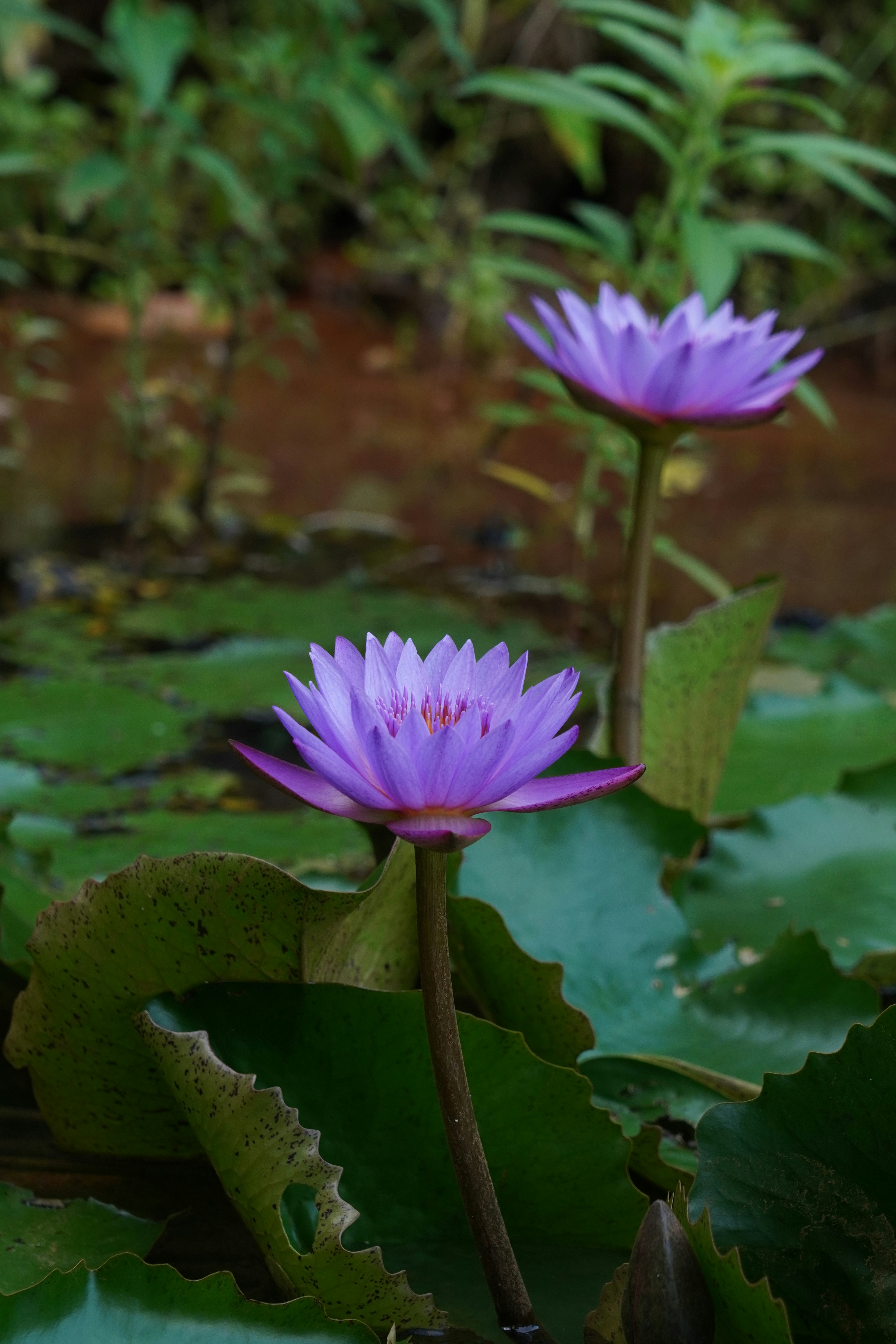 Purple Water Lily Duo Reaching for the Light