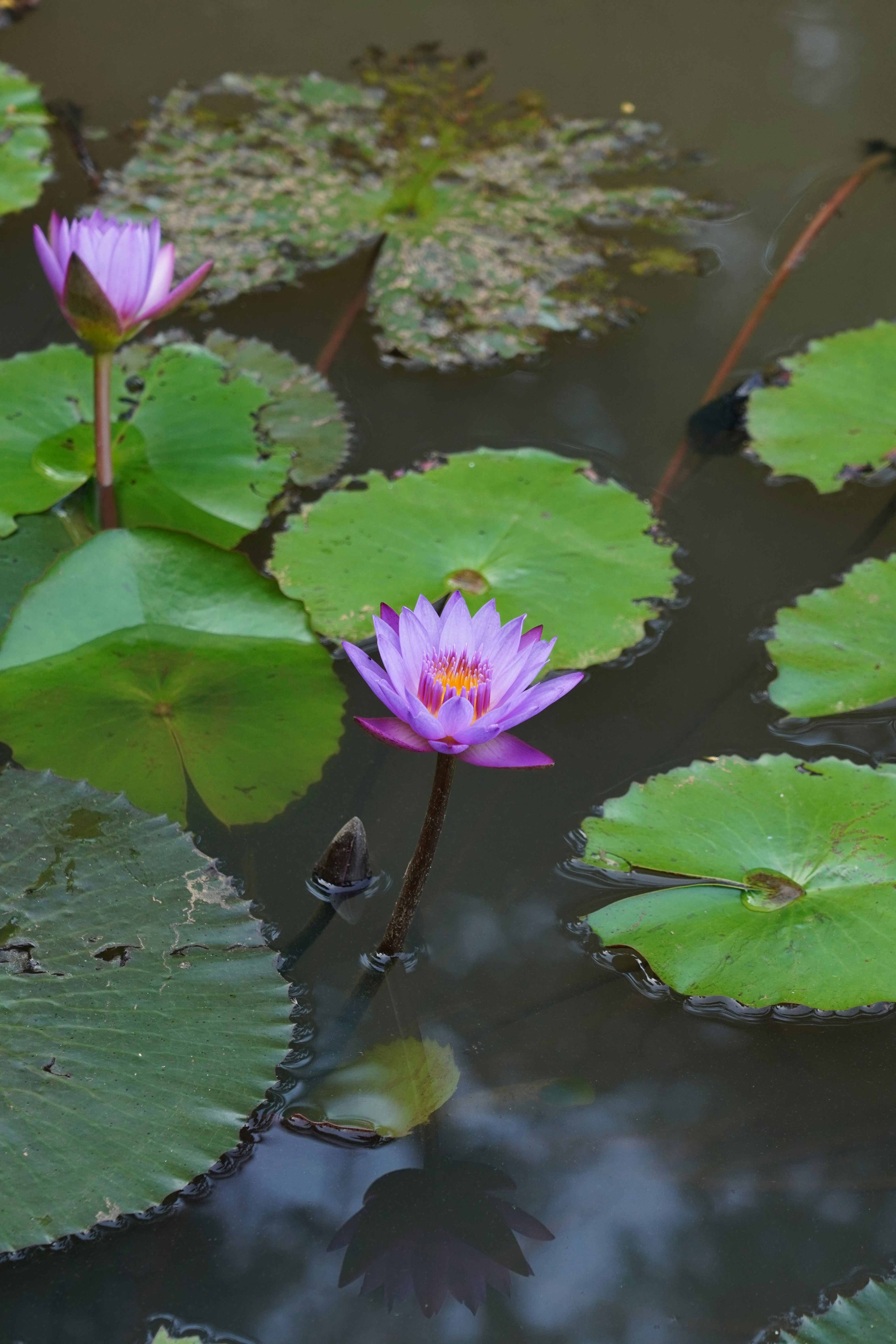 Pink Waterlilies Bloom Amid Quiet Pond Ripples