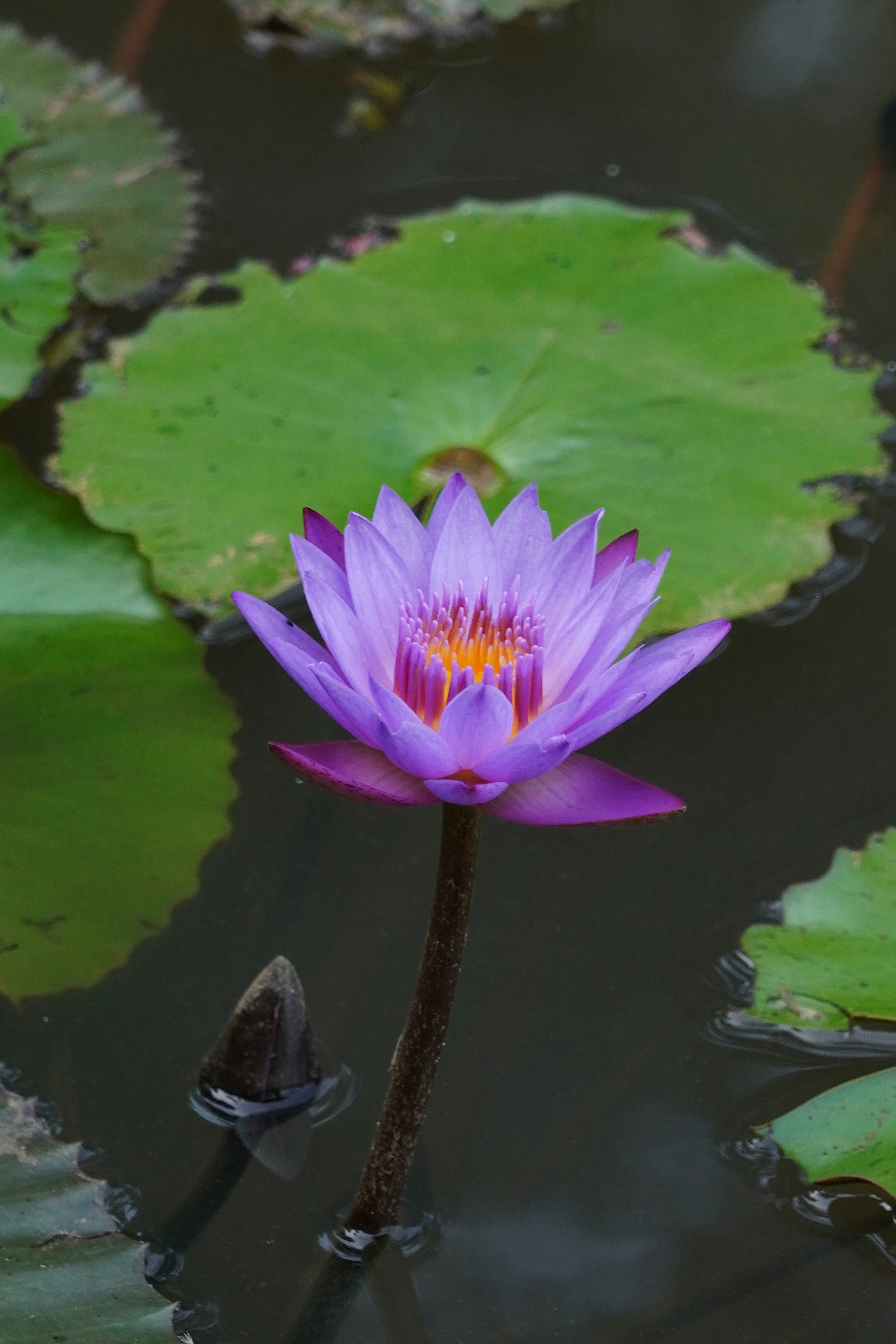 Purple Water Lily Reaching Toward the Light