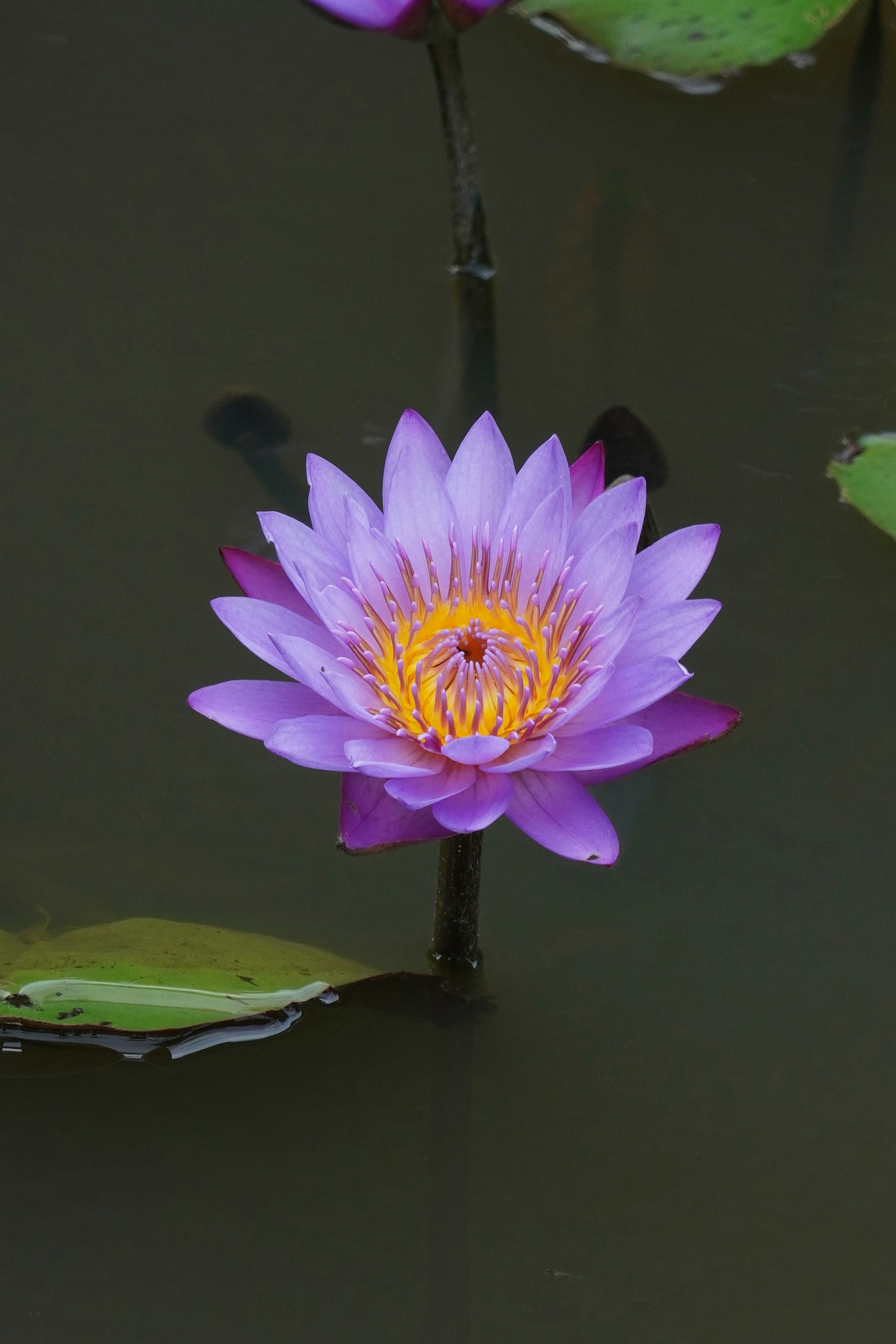 Lavender Lotus in Quiet Pond