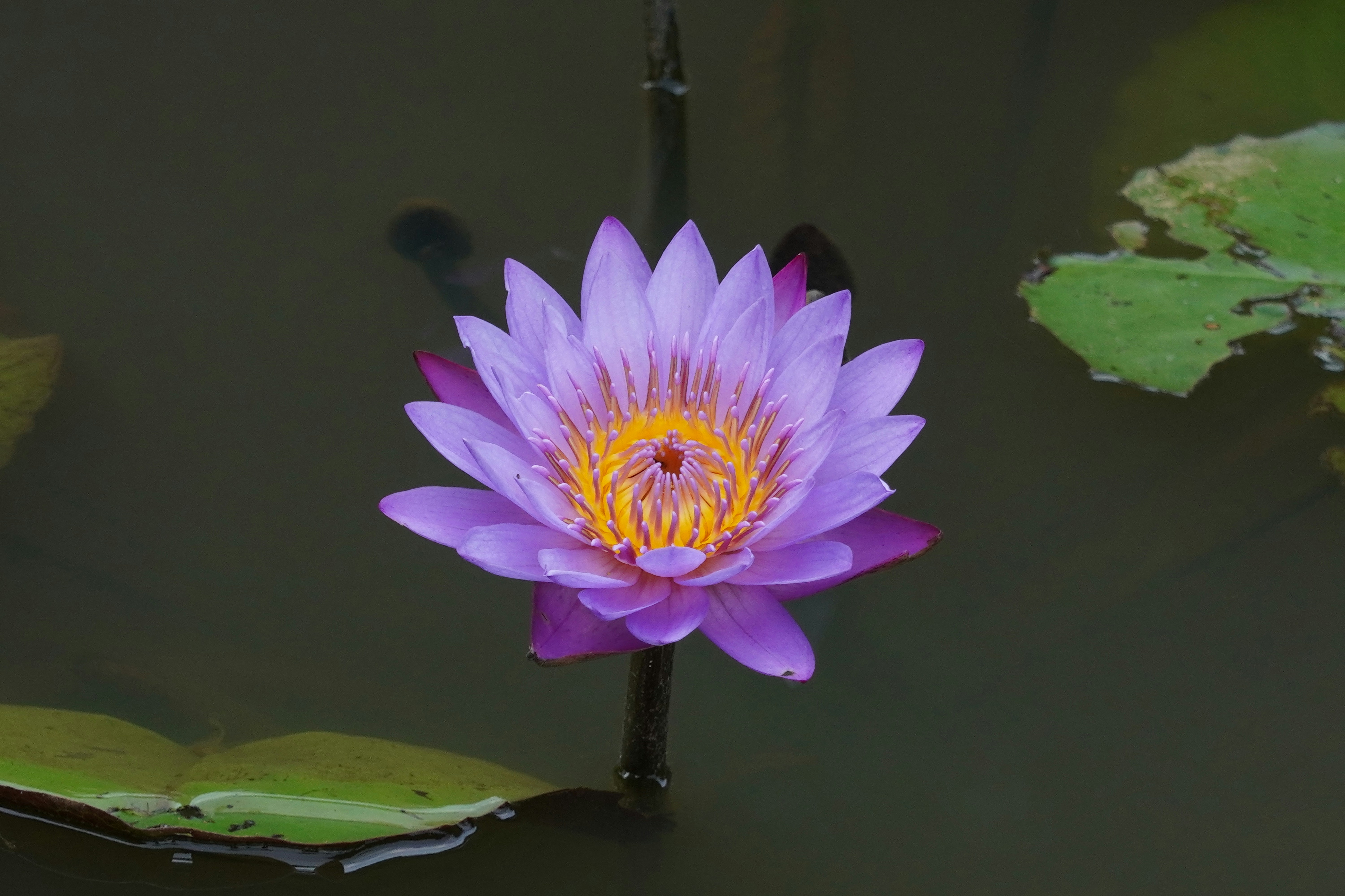 Centered Bloom: A Violet Water Lily Framed by Quiet Pond