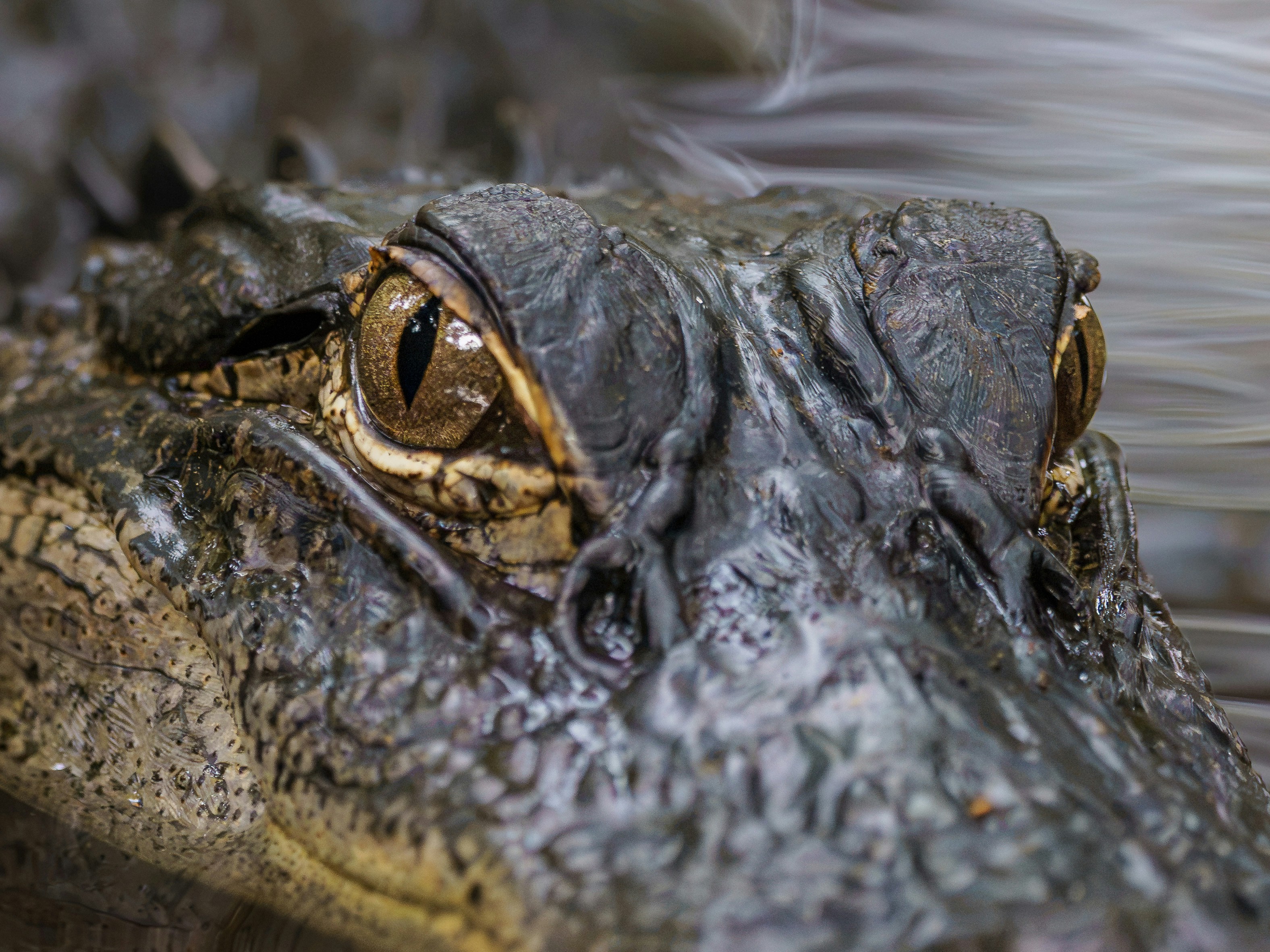 Close-Up Gaze: Texture and Grit of a Crocodile's Eye