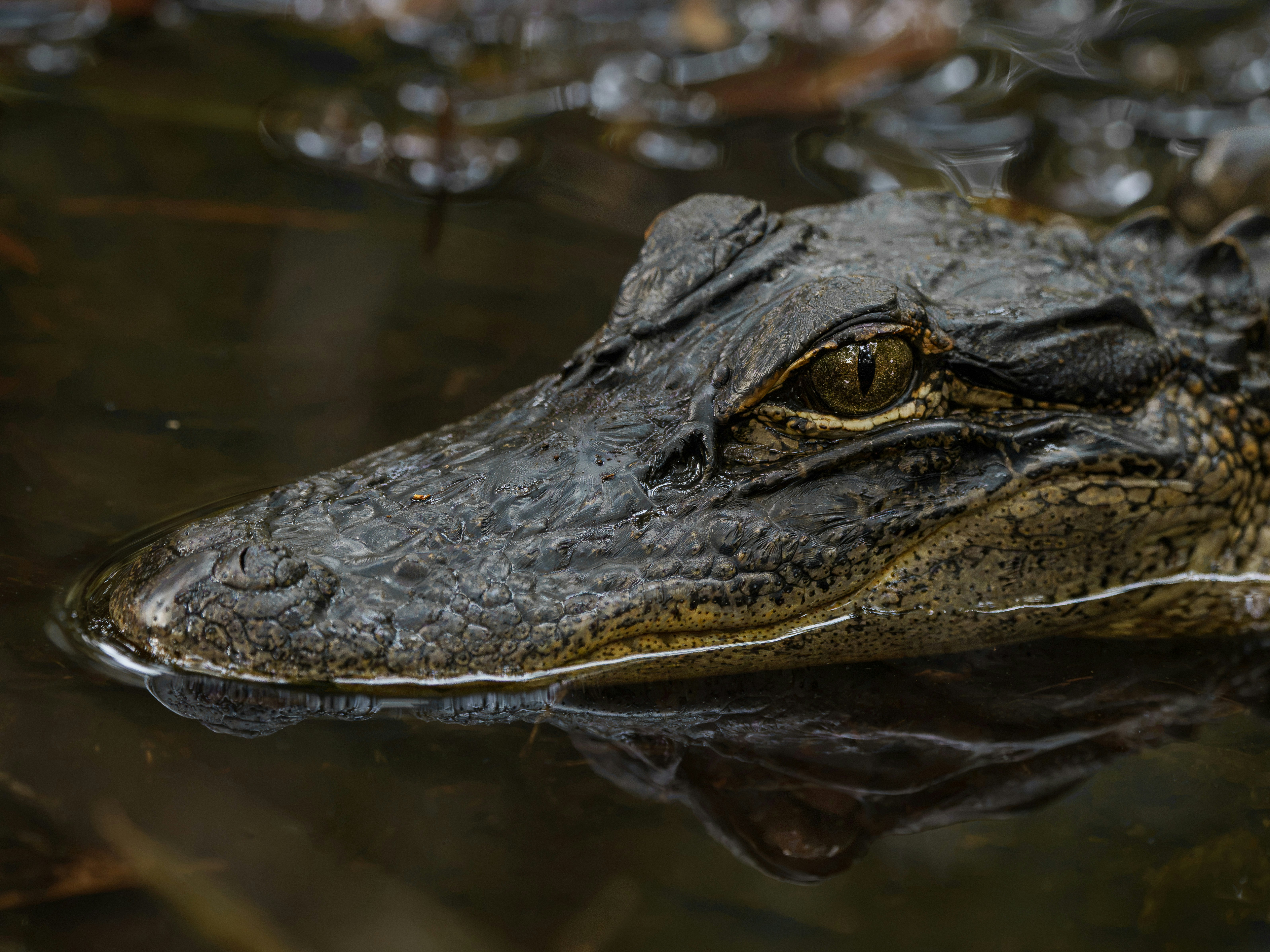 Beneath the Surface: Eye of the River Crocodile