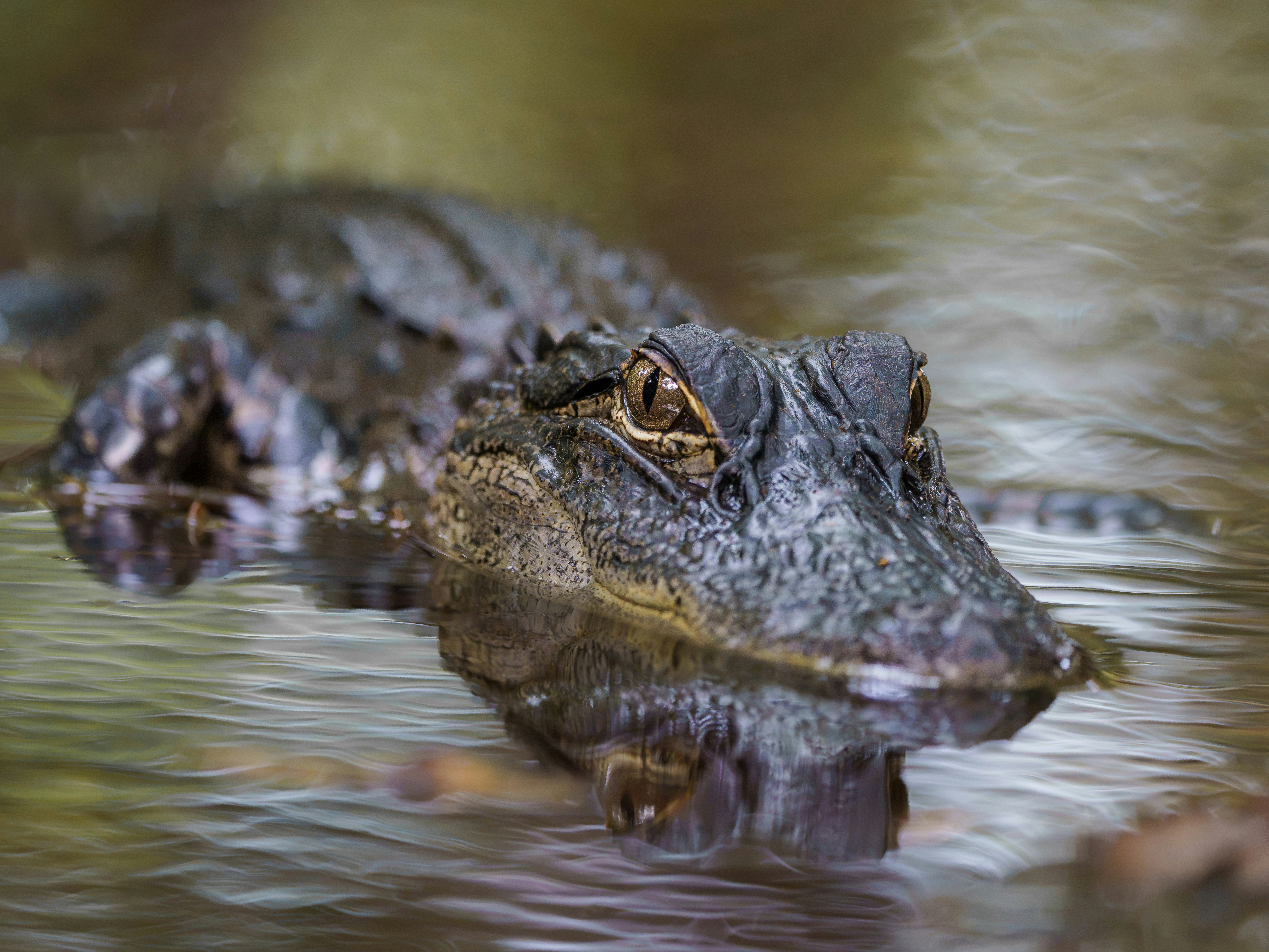 Crocodile's Quiet Gaze: Patience at the Water's Edge