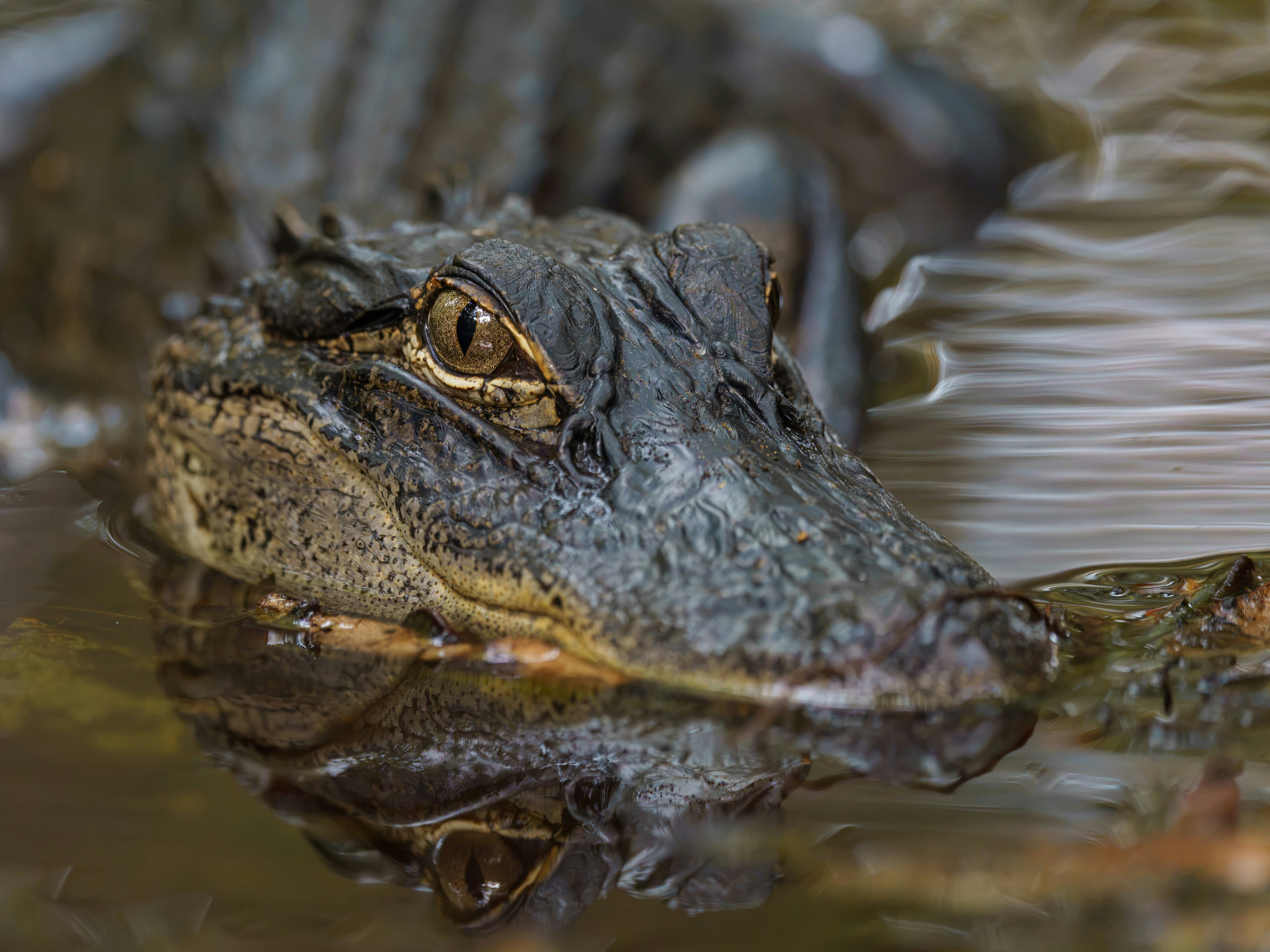 Eyes Above Water: A Croc’s Quiet Gaze in Morning Light