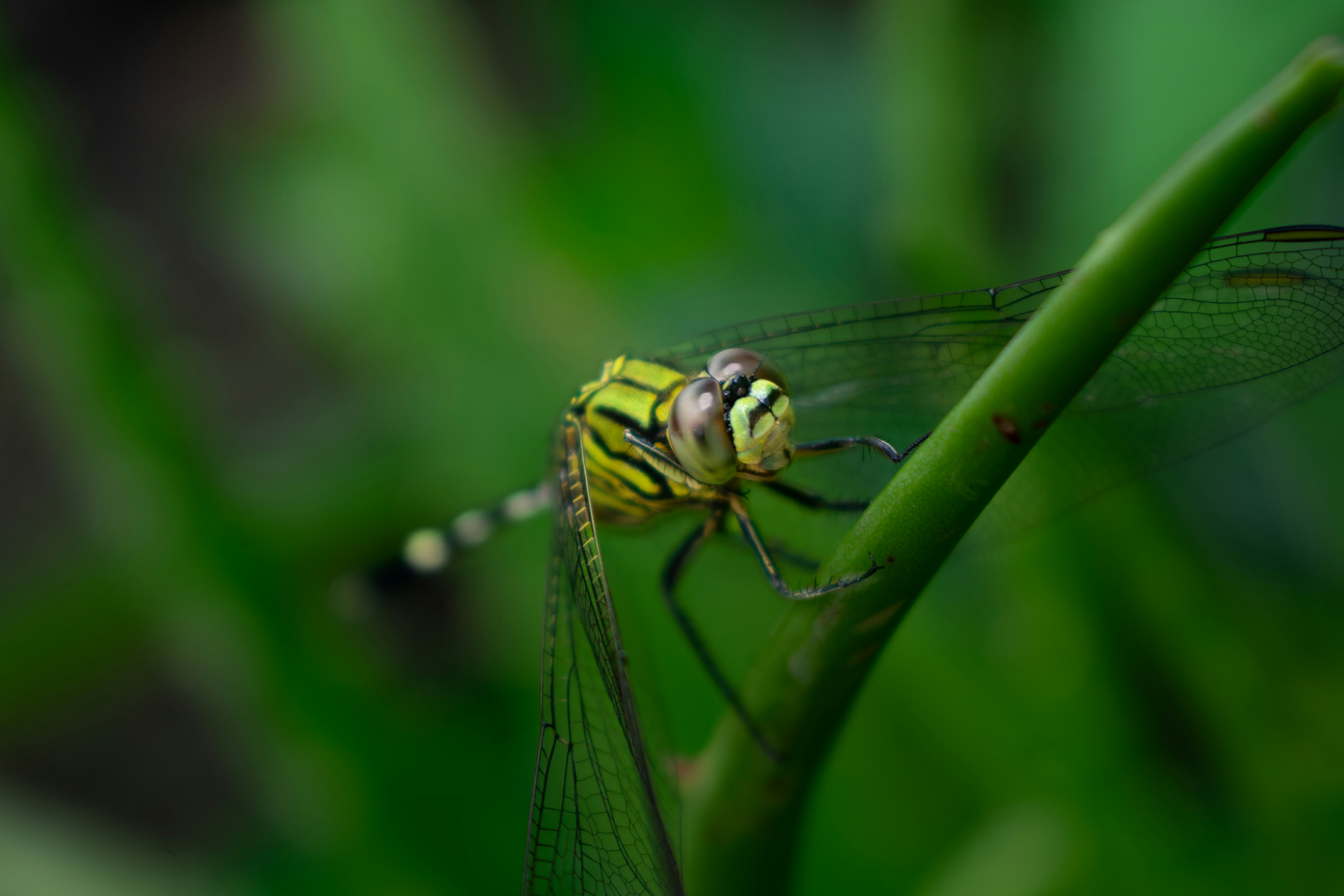 Dragonfly on a Green Stem: A Microcosm of Color and Detail