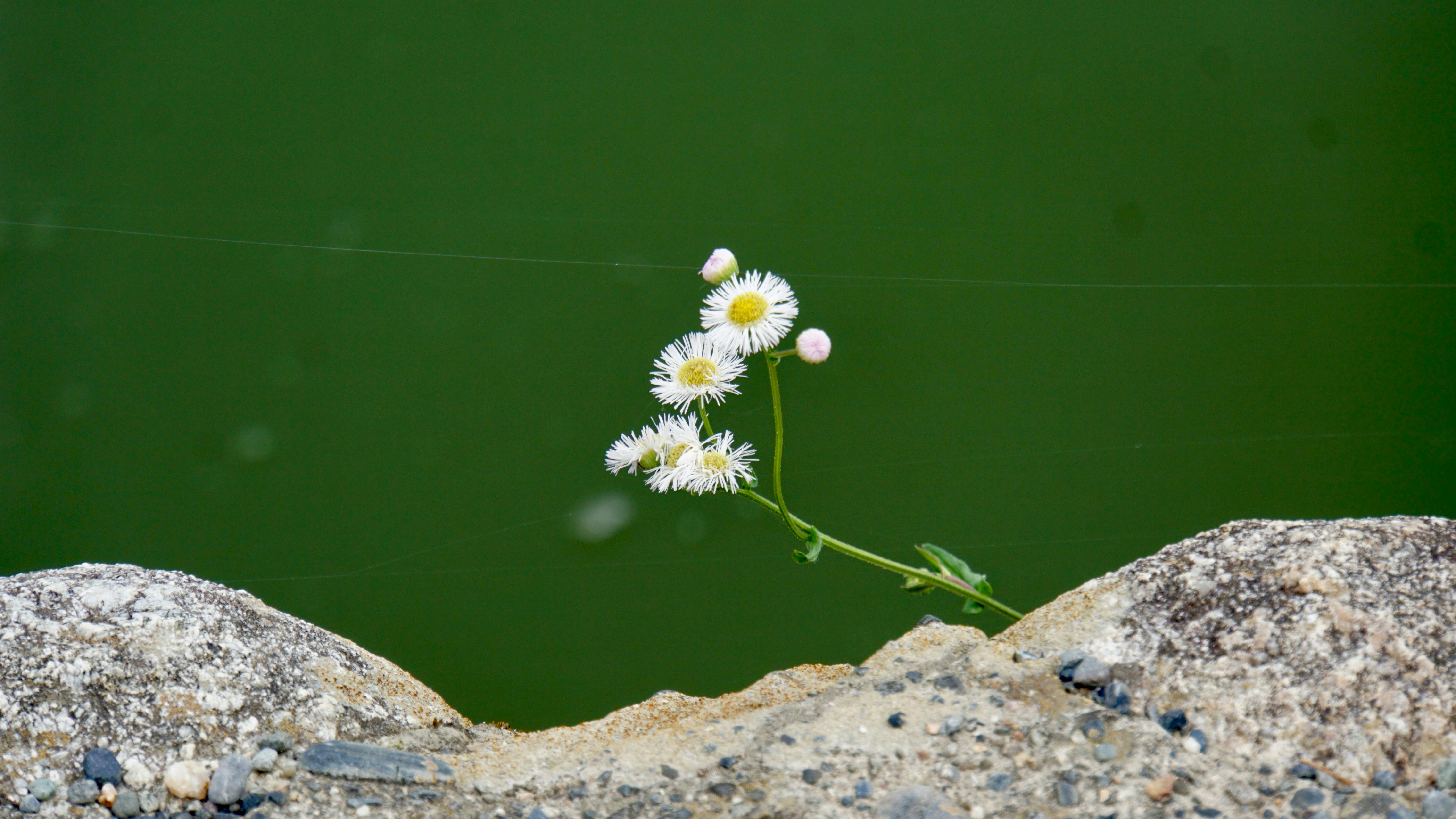 Dainty Daisies over the River Edge