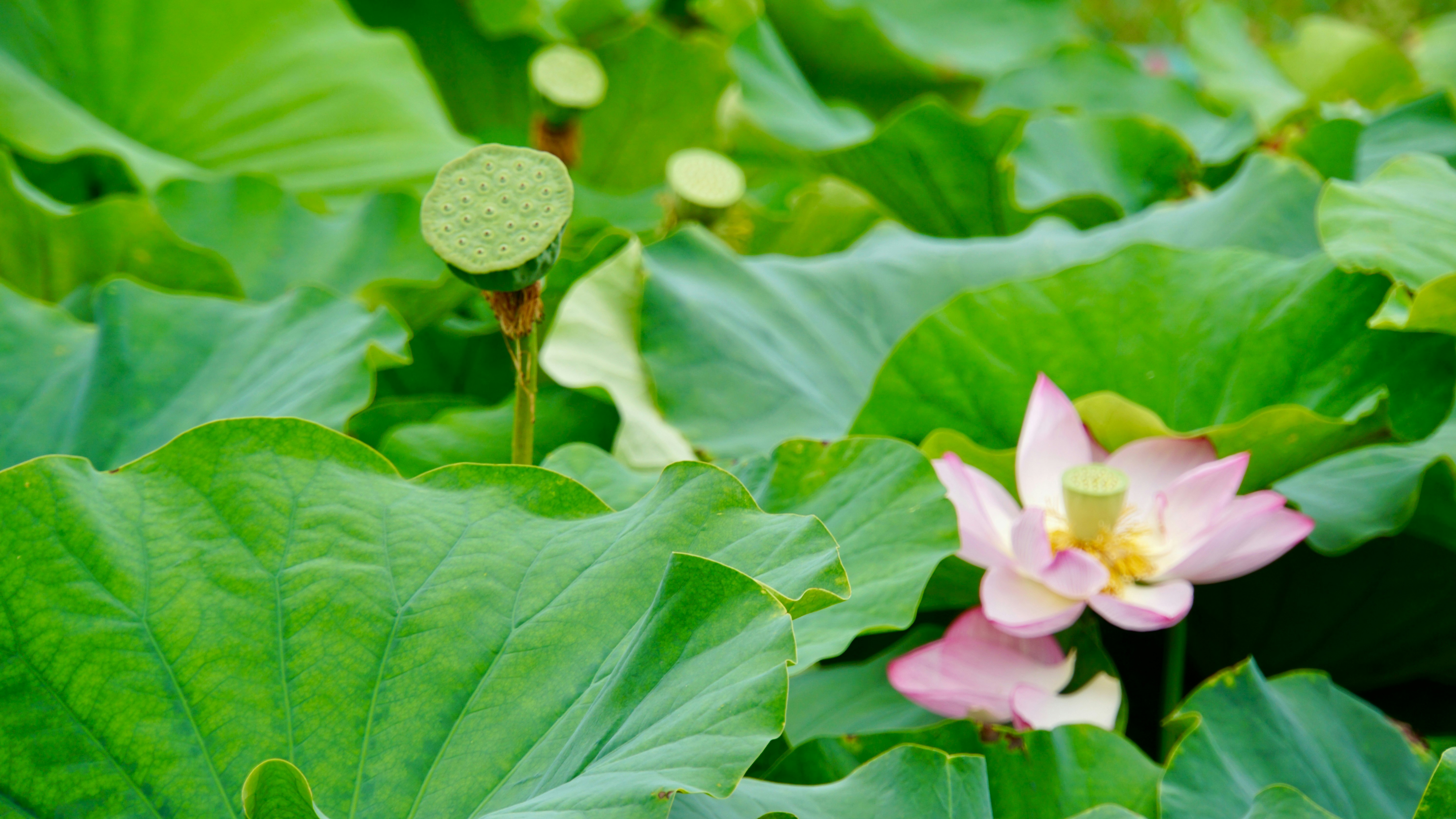 Pink lotus bloom amid broad lotus leaves; a serene aquatic scene emphasizing natural foliage and a subtle flower accent.