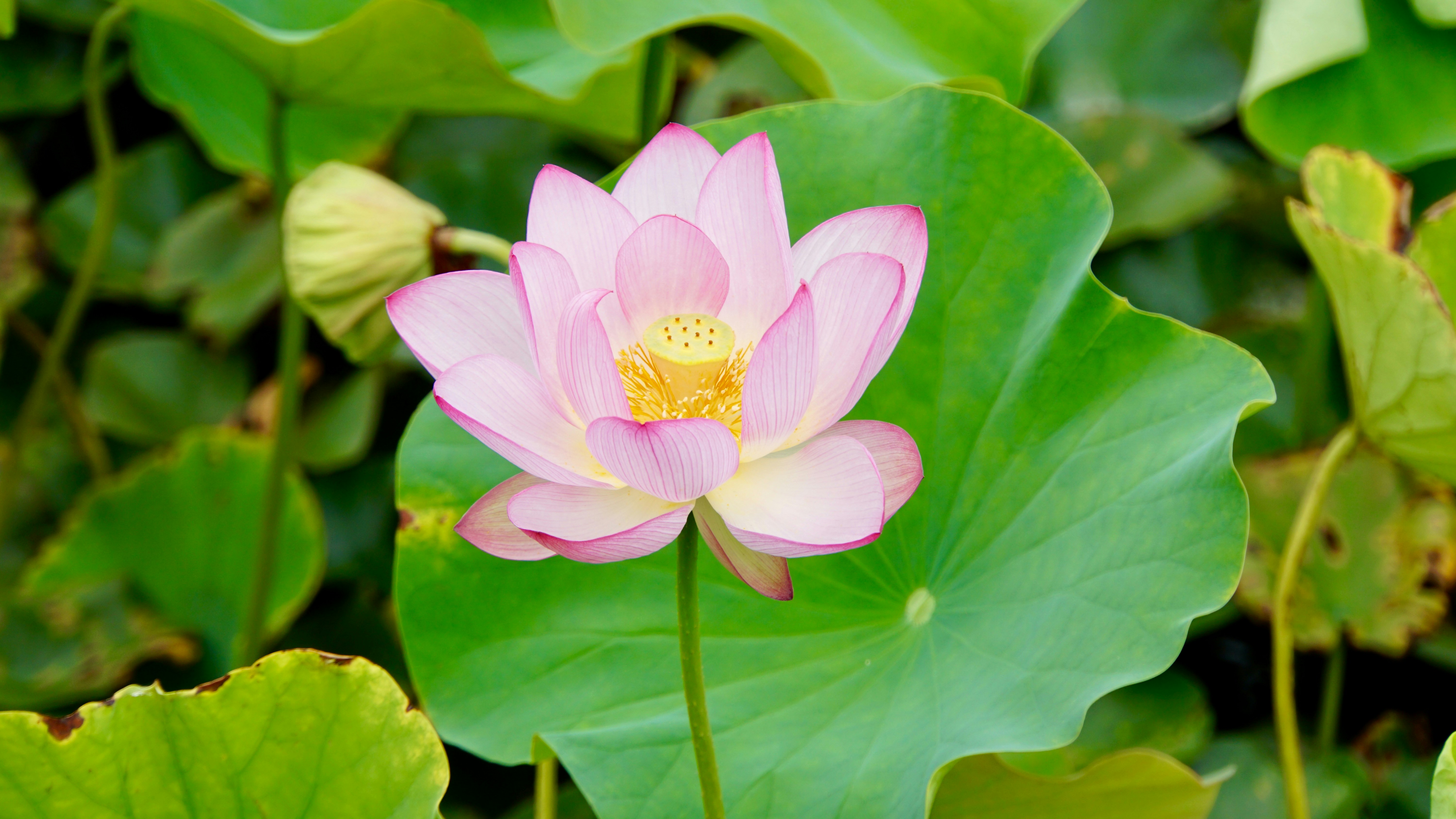 Pink Lotus Bloom Centerstage Amid Verdant Leaves