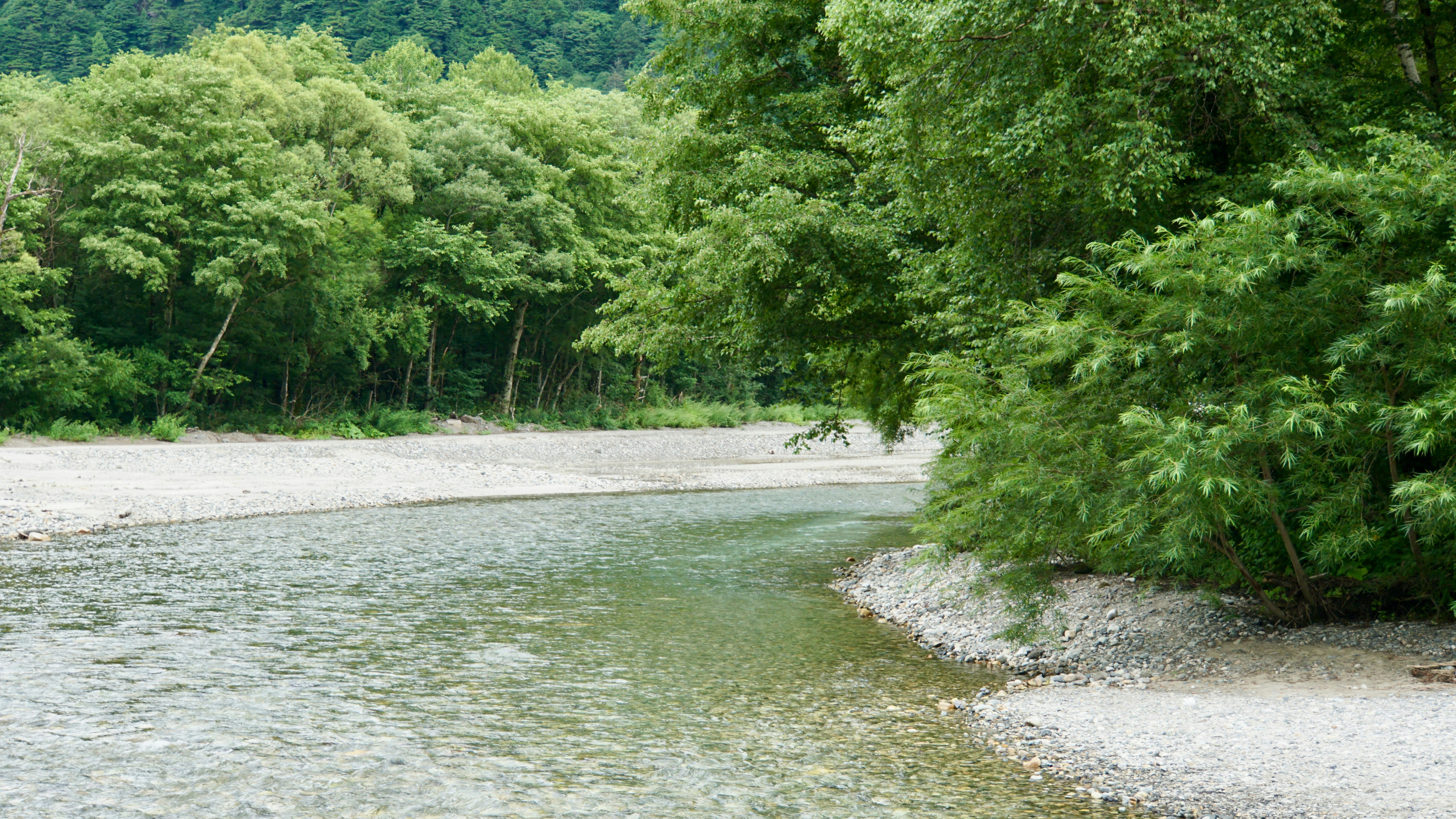 Riverbank Quietude: Green Canopy Over Gentle Currents