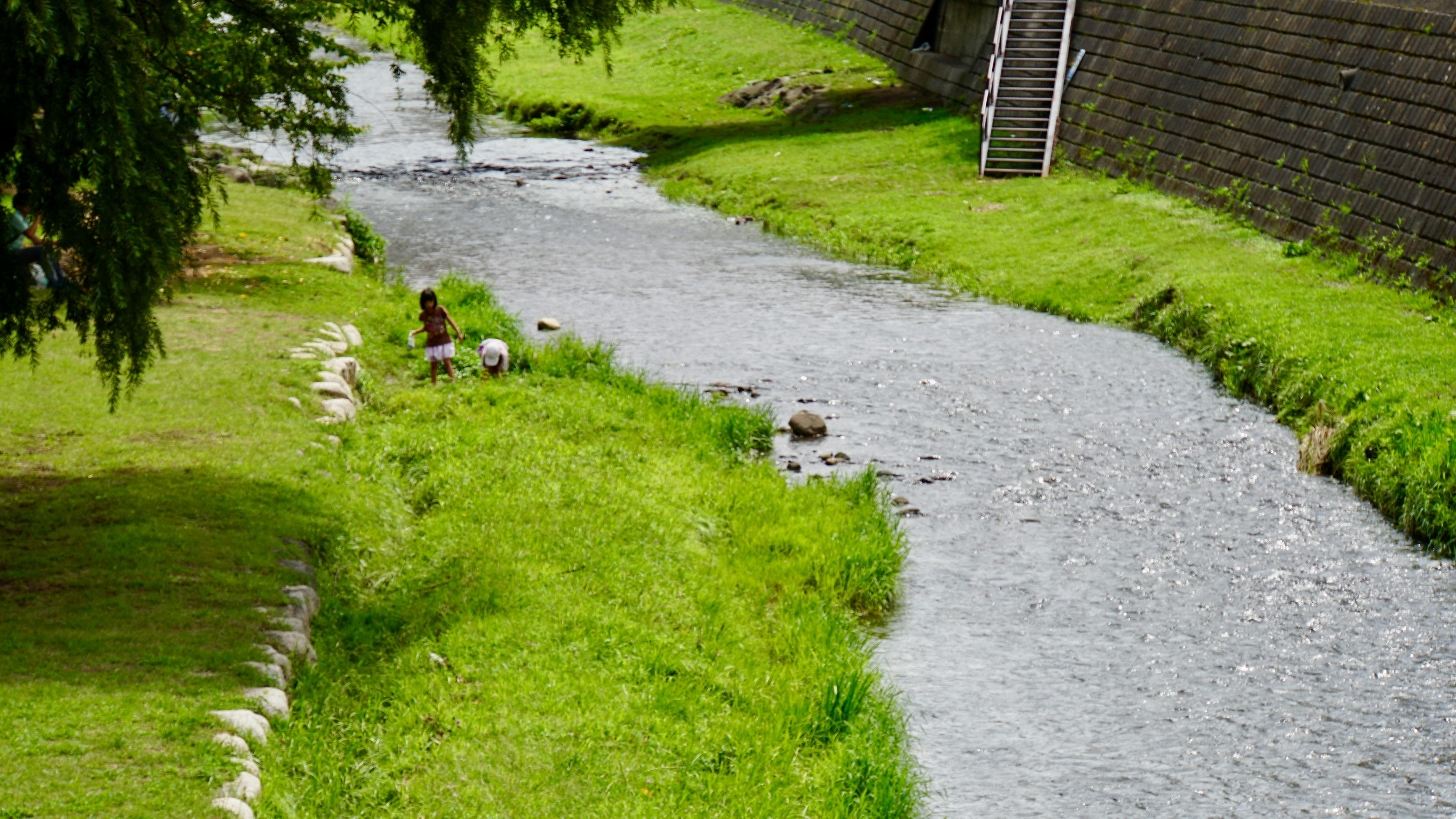 Meandering Stream by the Green Embankment