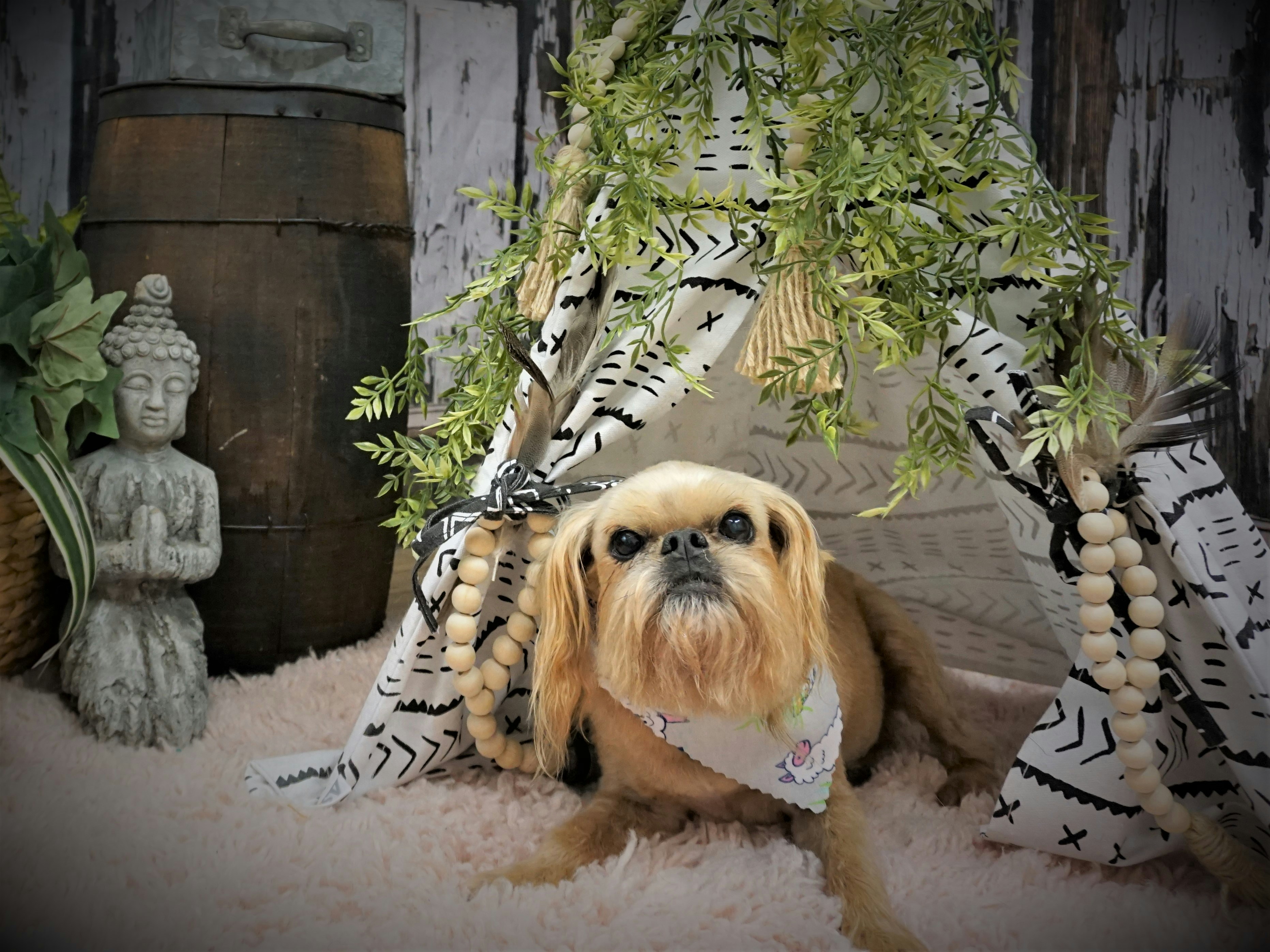 Under the Knit Canopy: A Pug Portrait Beneath Cozy Drapes
