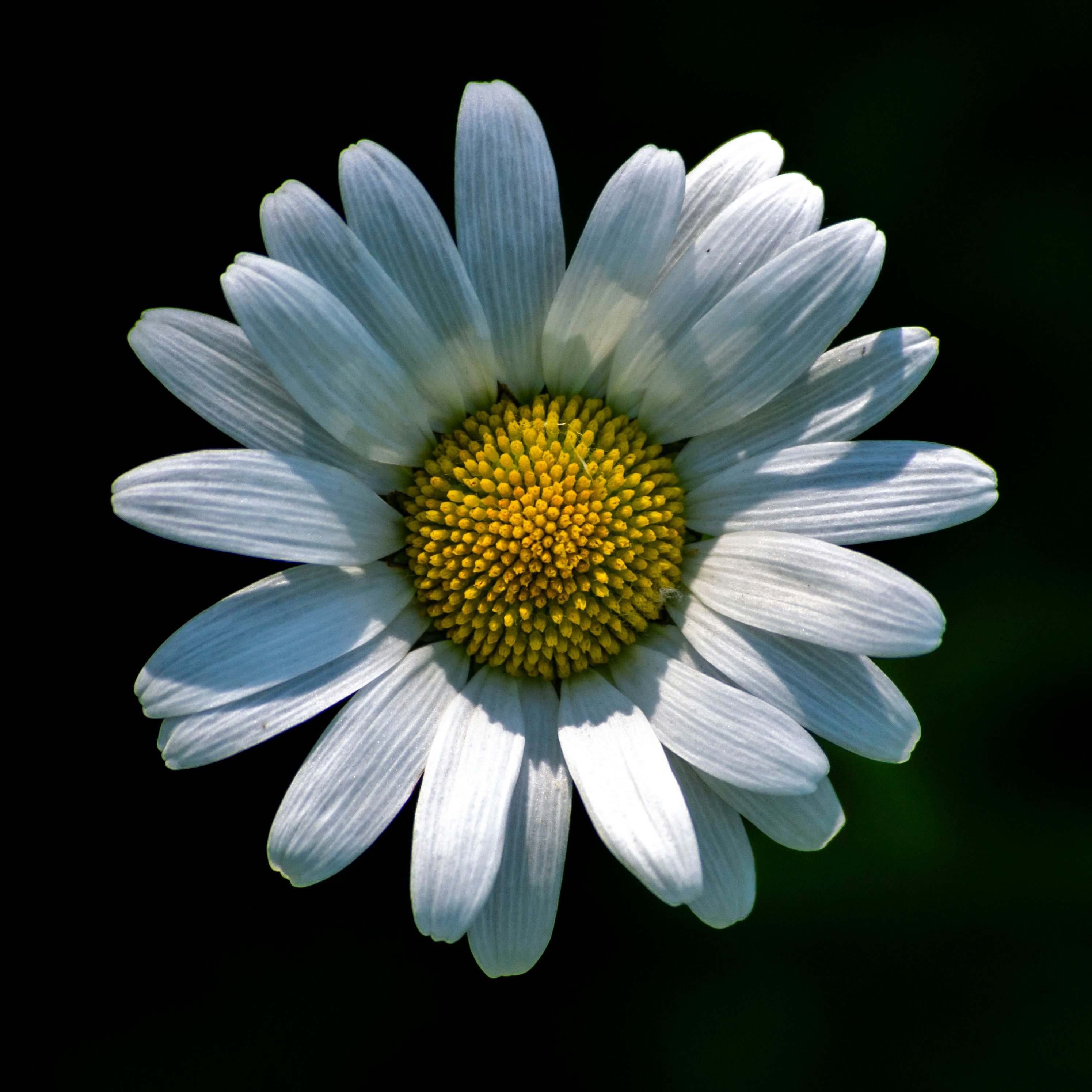 Pure White Bloom: A Dainty Daisy Against Velvet Darkness