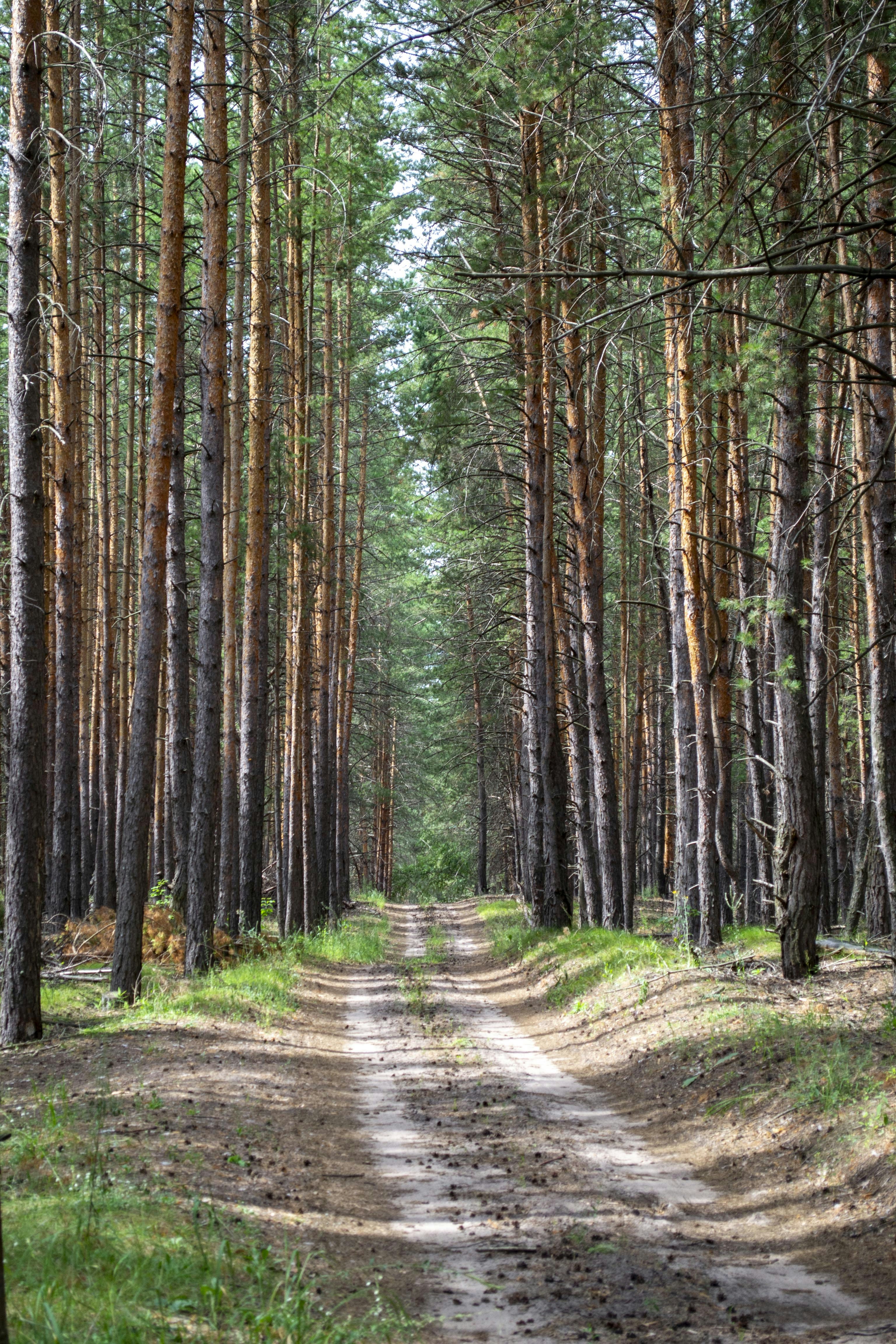Tree-lined Path Through a Quiet Pine Corridor