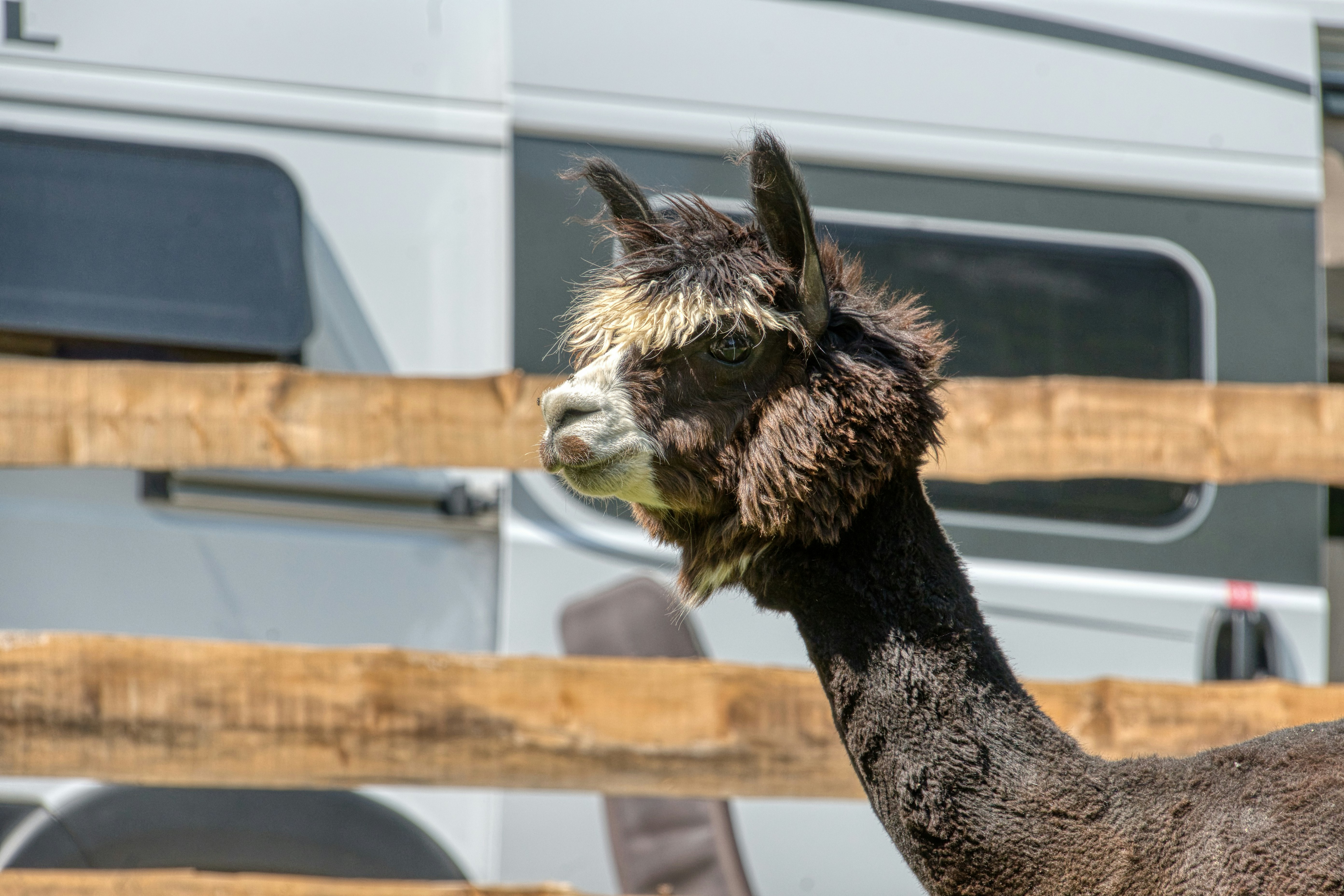 Llama Portrait Beyond the Fence: Focused on the Curious Gaze