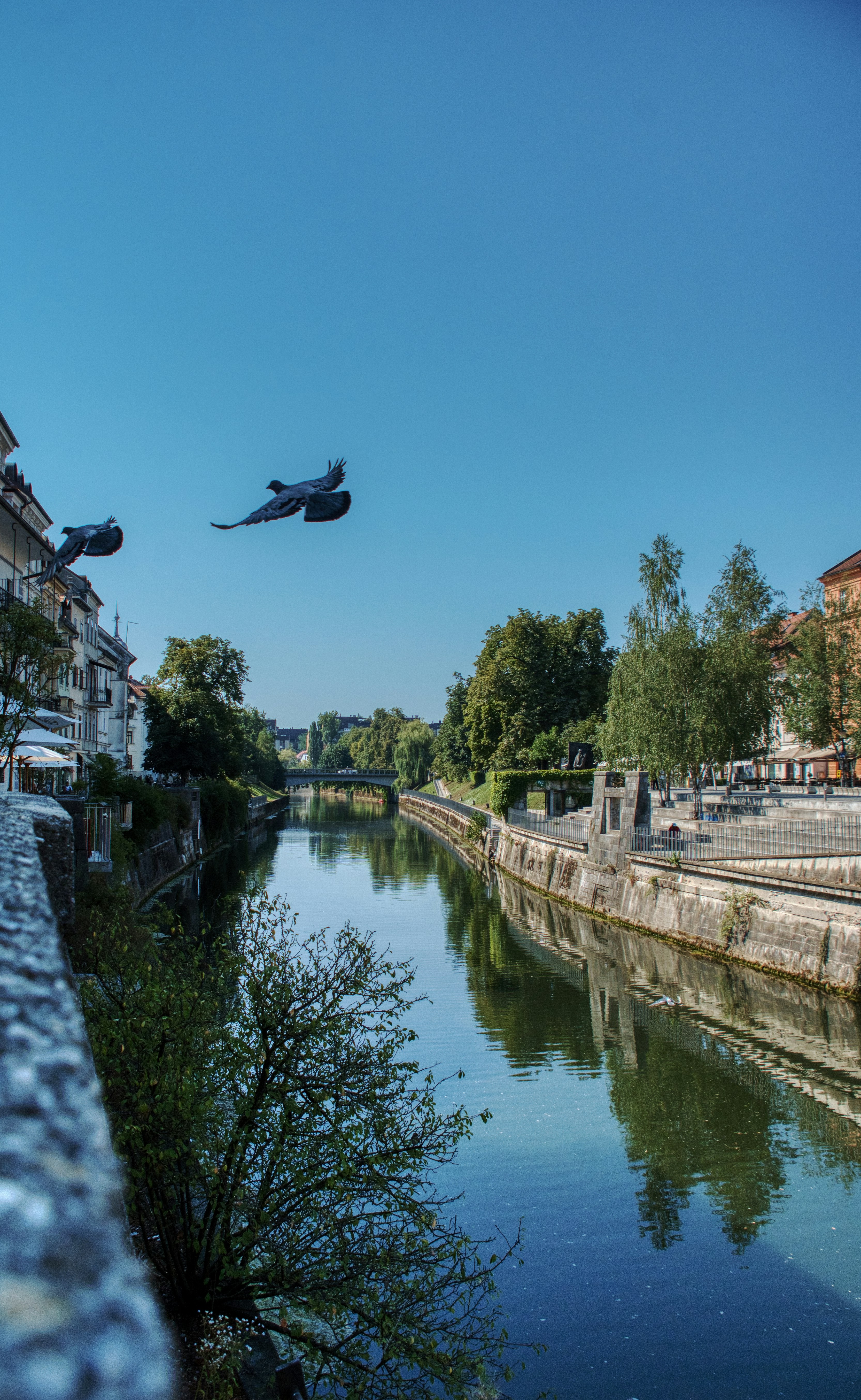 Winged Moment Over the Seine: City Calm and River Flight