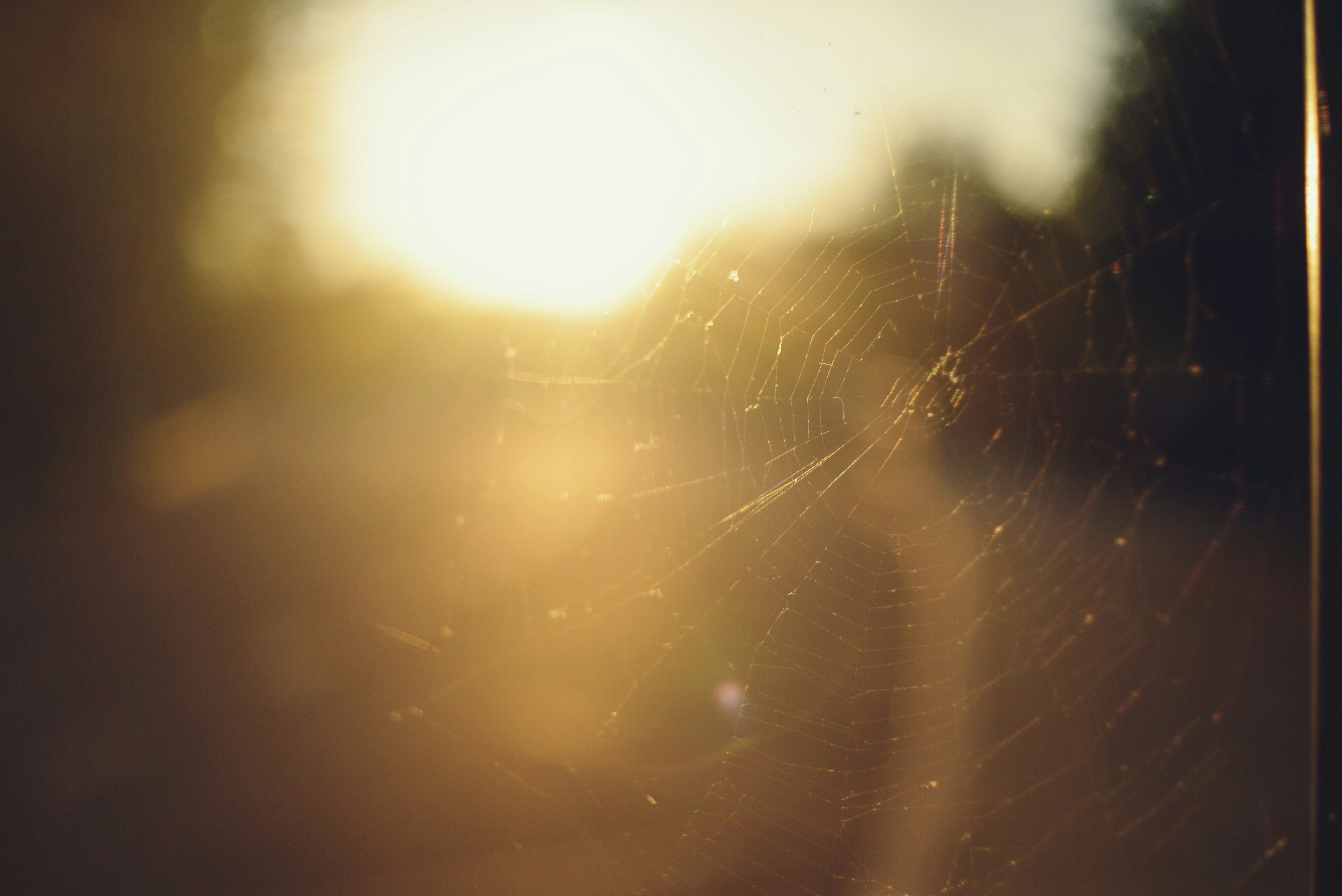 Spider Web in Soft Backlight