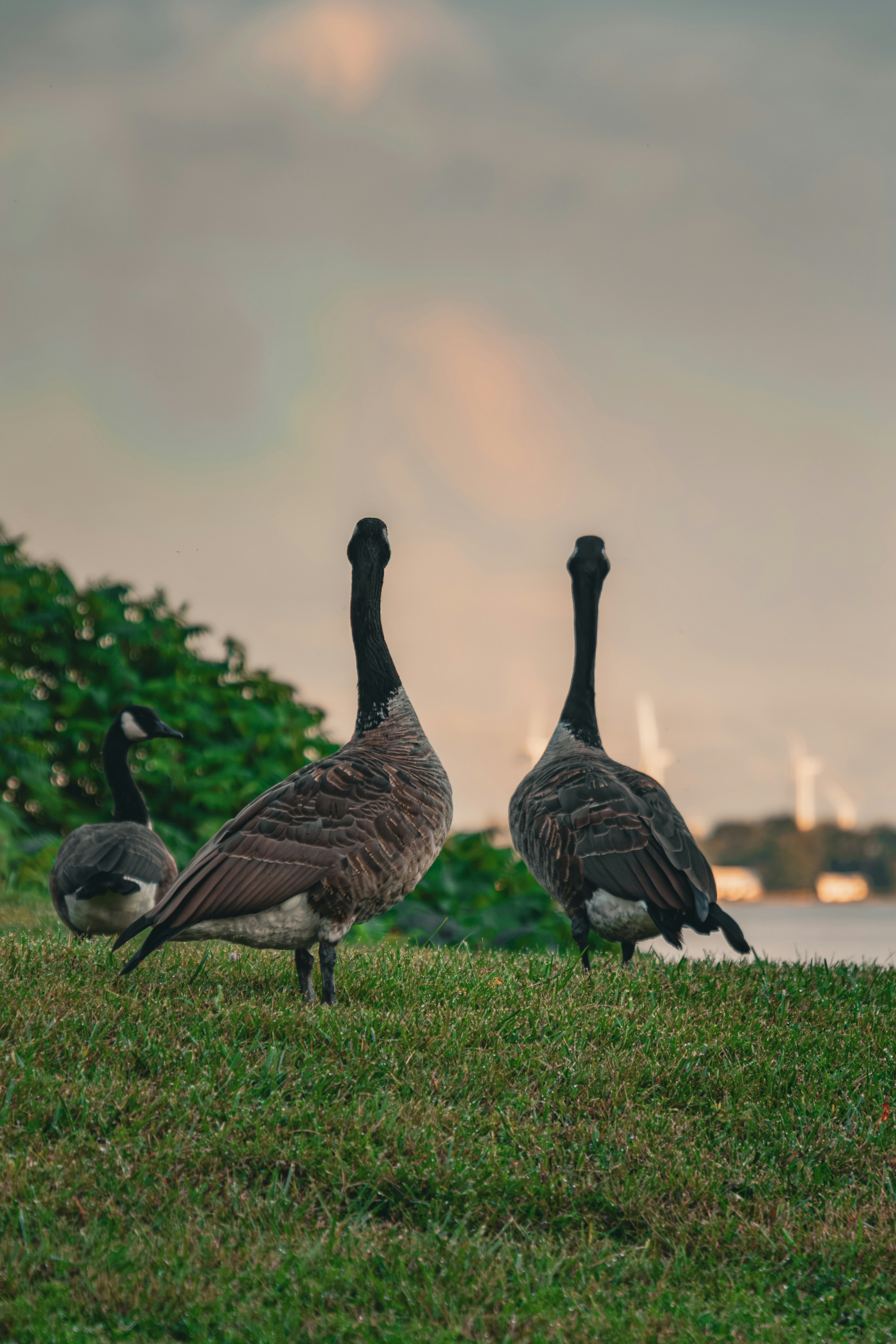 Two Loch Geese Stand Guard on Sunlit Shore