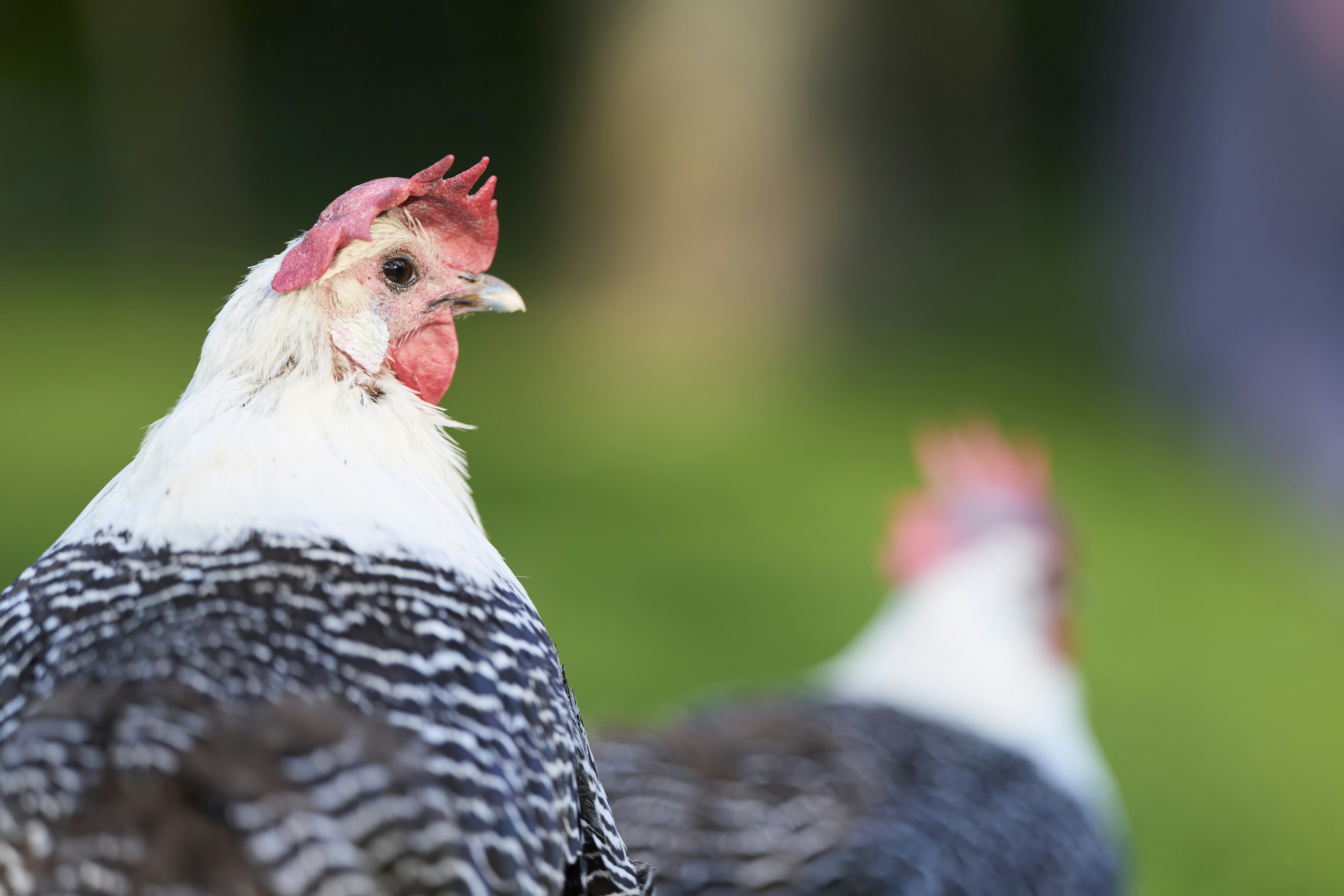 Close-up of a regal white-and-black barred hen with a red comb in a sunlit coop yard