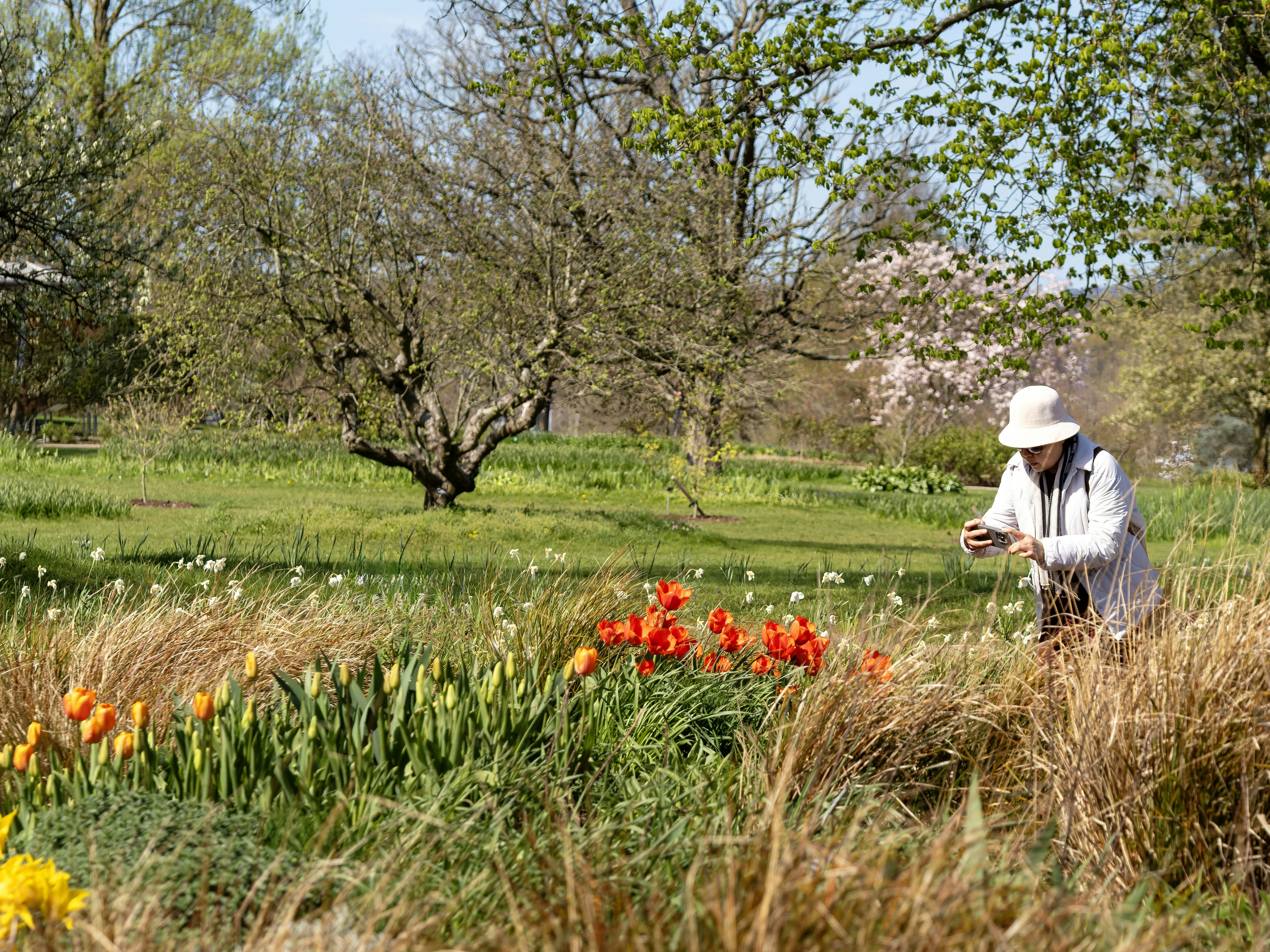 A Quiet Moment Among Spring Tulips
