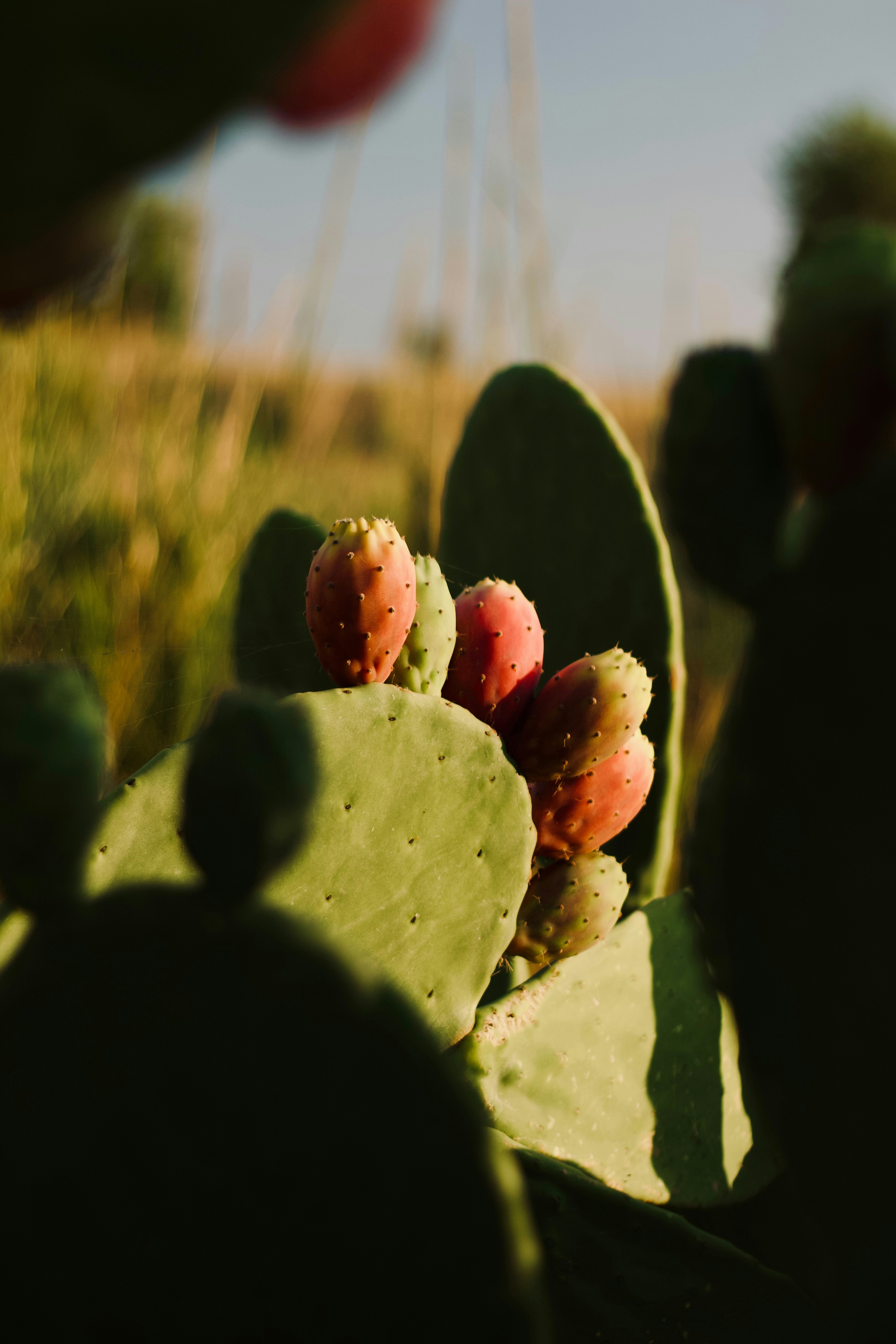 Prickly Pear in Backlit Golden Hour