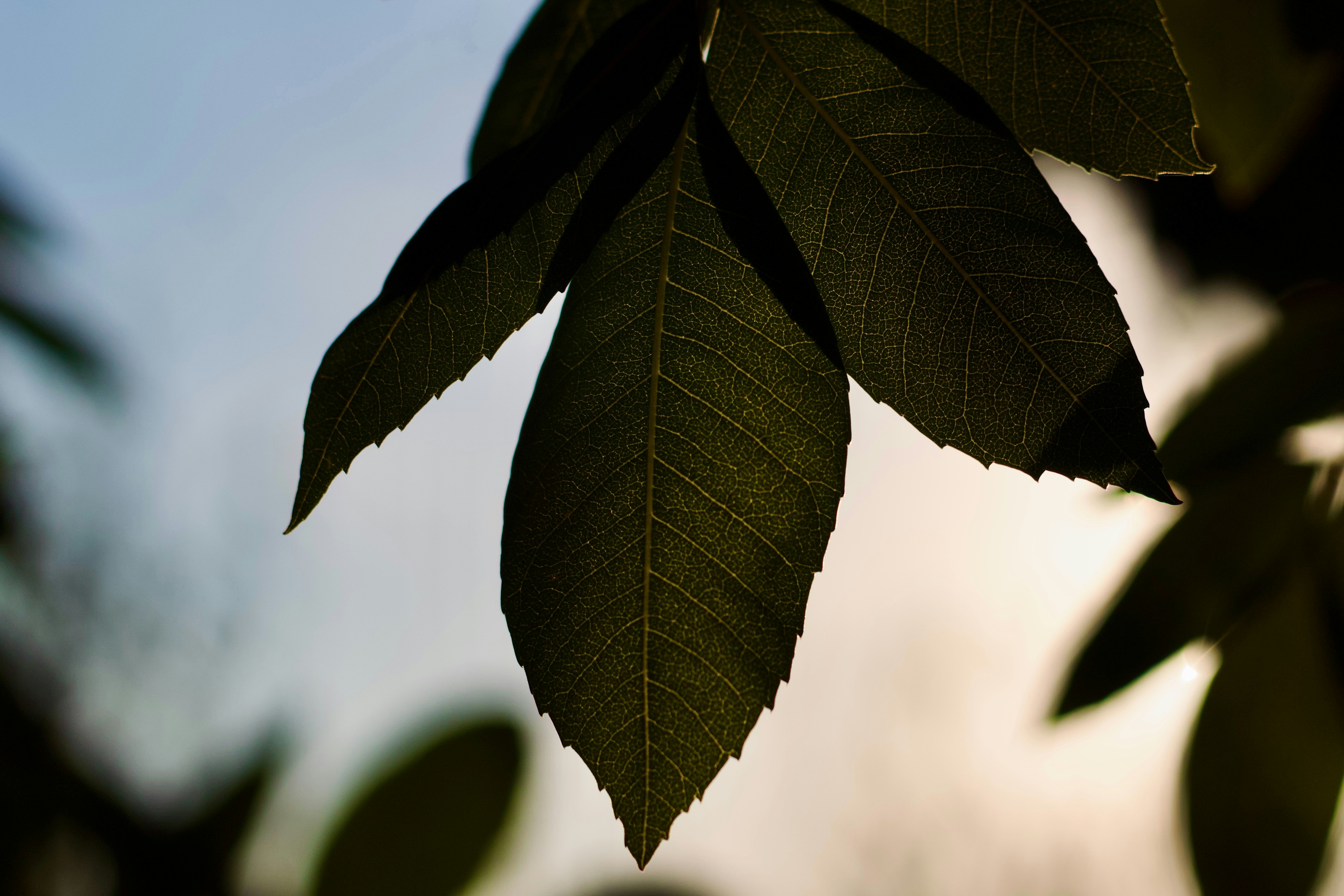 Backlit Leaf Edge: Sunlit Veins Against a Soft Evening Glow