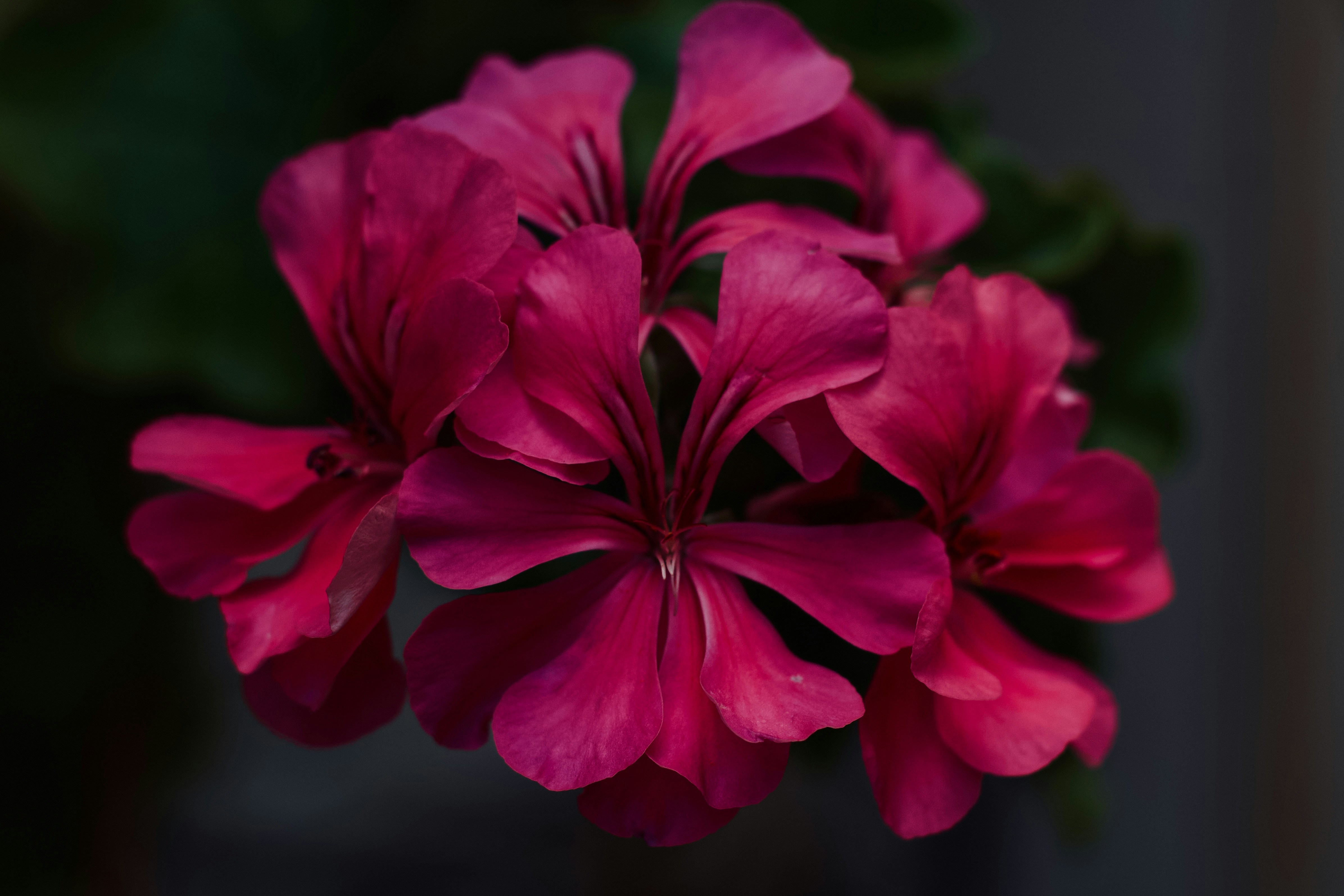 Crimson Bloom: Close-knit Petals in Soft Focus
