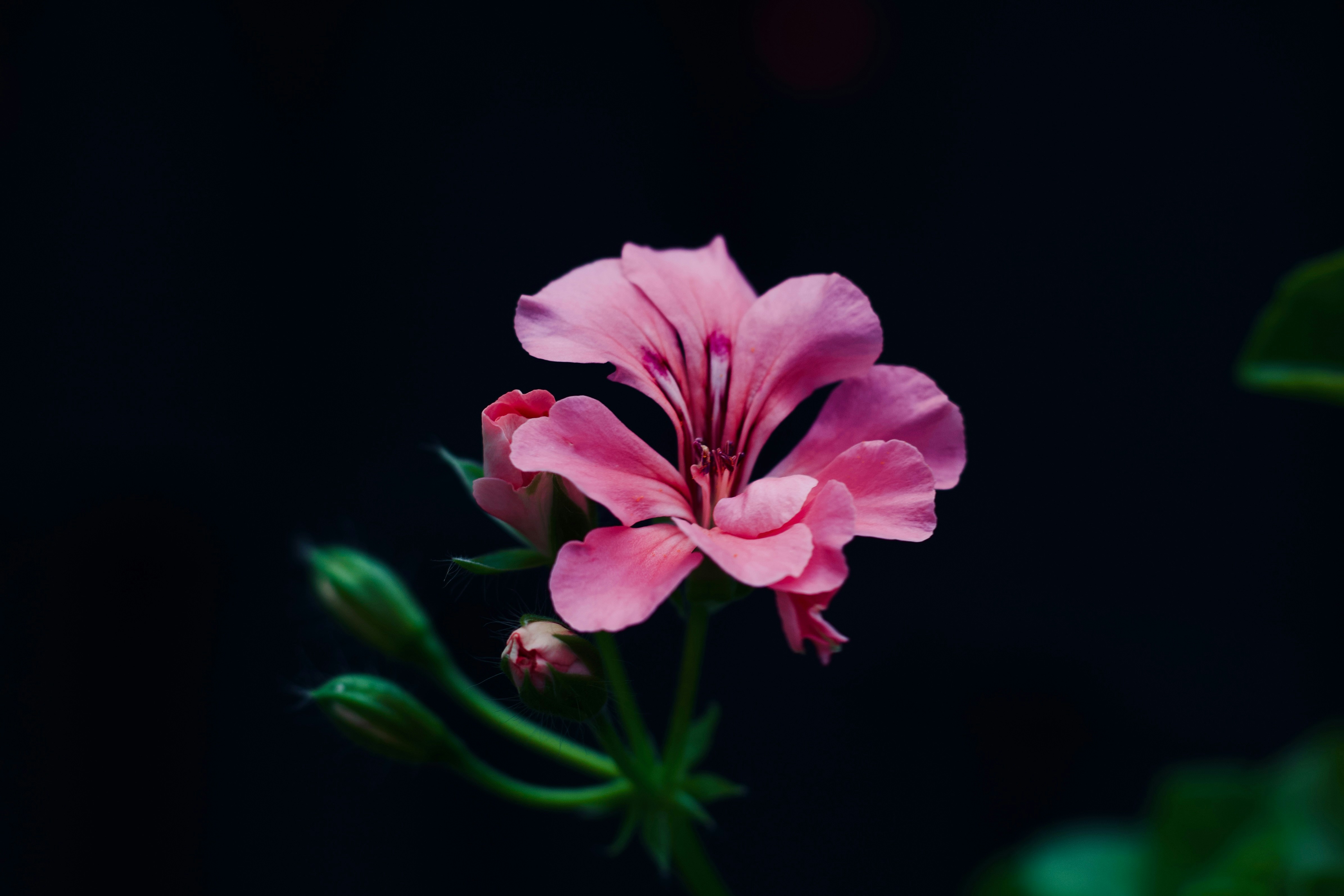 Pink Petals in Velvet Darkness