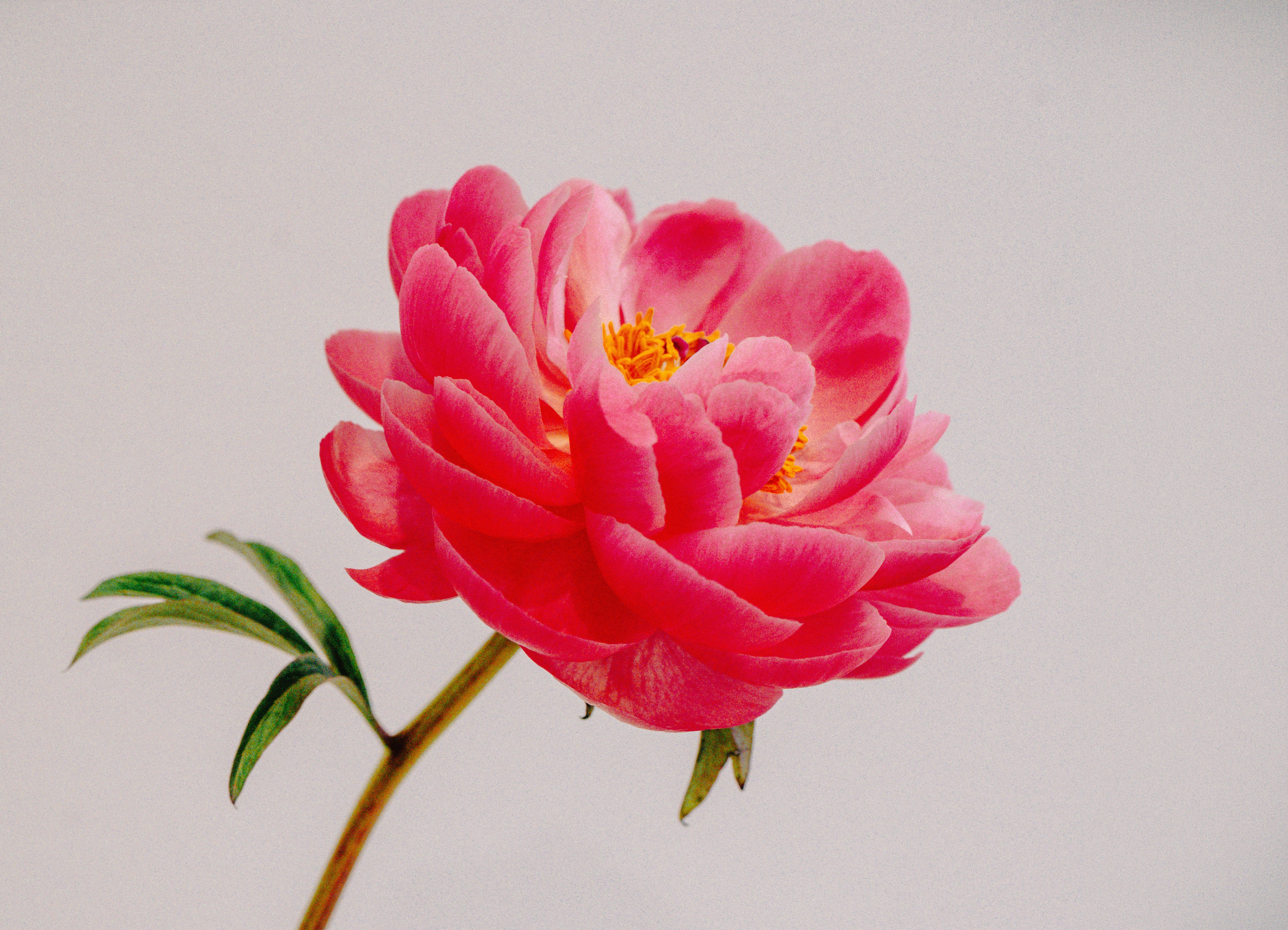 Pink Garden Rose