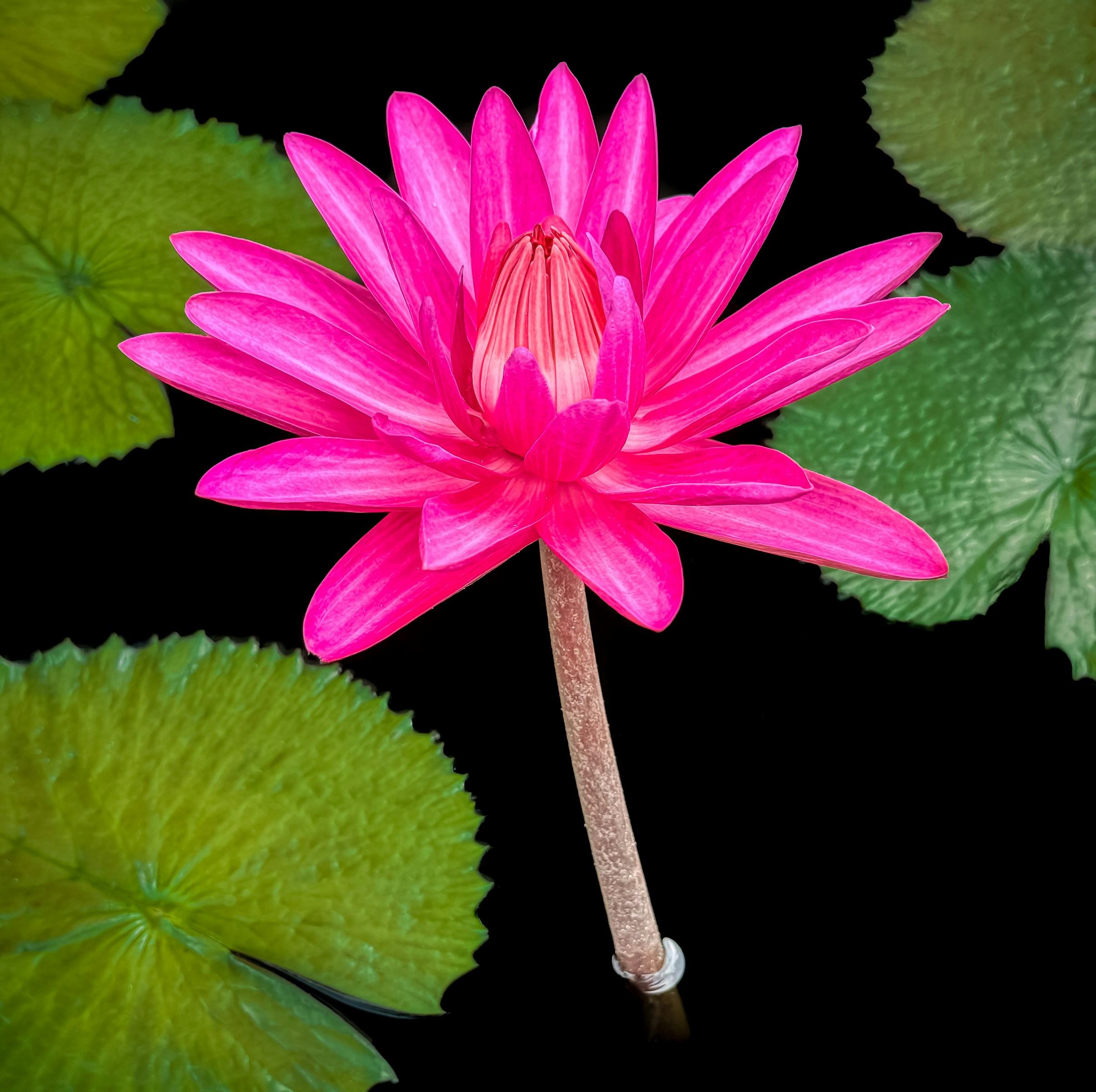 Pink Water Lily Centerstage: A Solitary Bloom Against Night