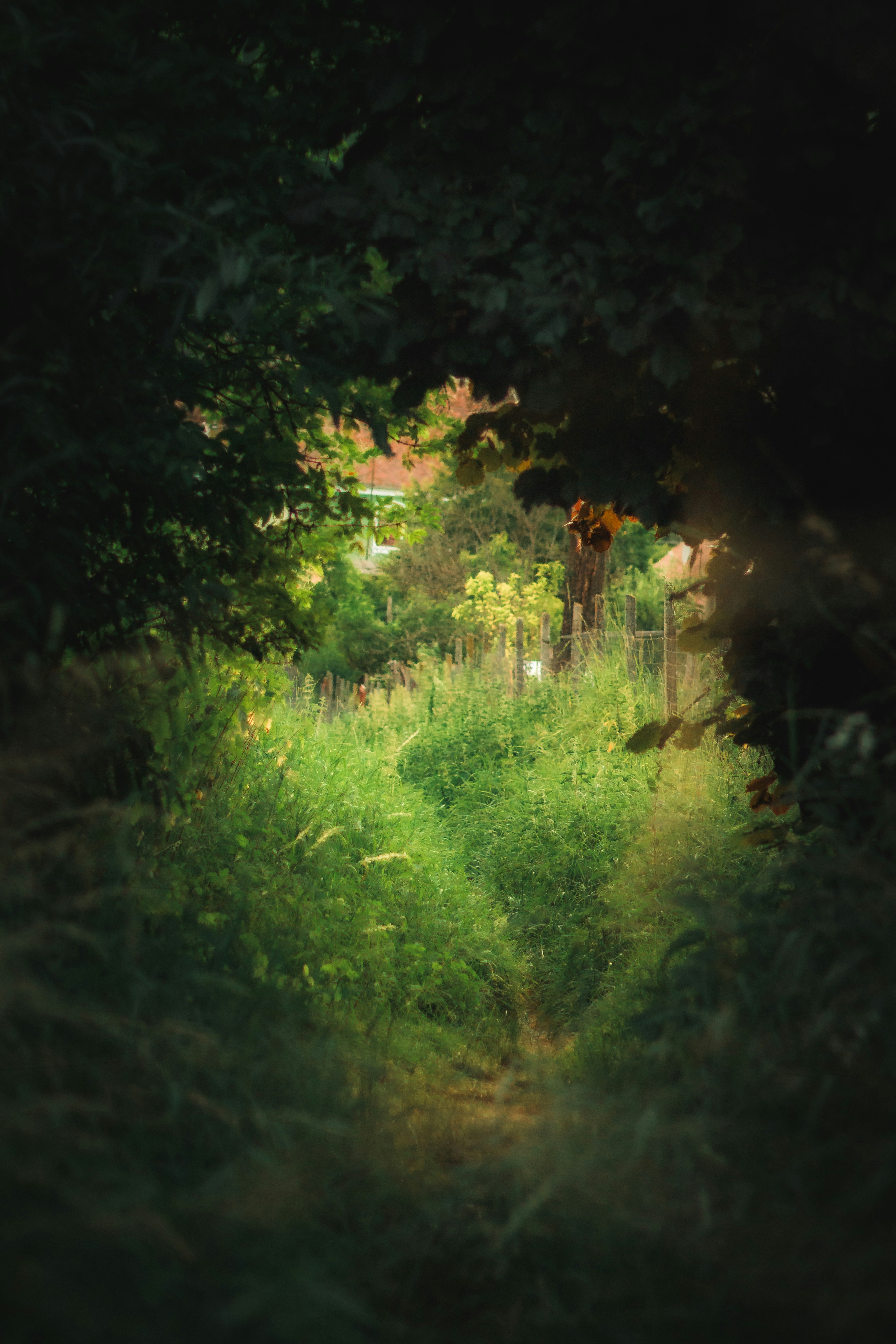 Emerging Clearing: A Lighted Path Through Green Corridor