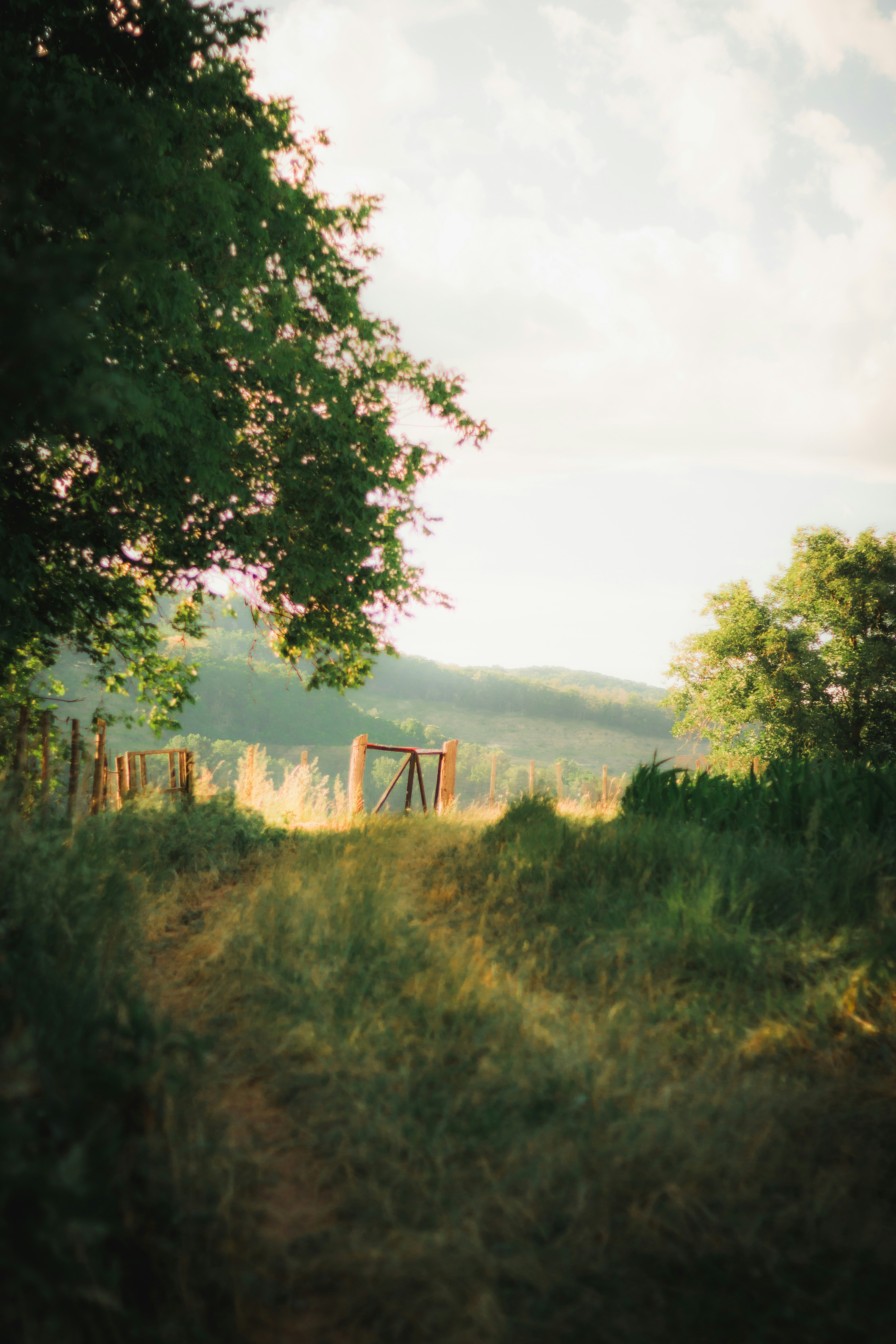 Sunlit Gate: Quiet Path Through the Meadow