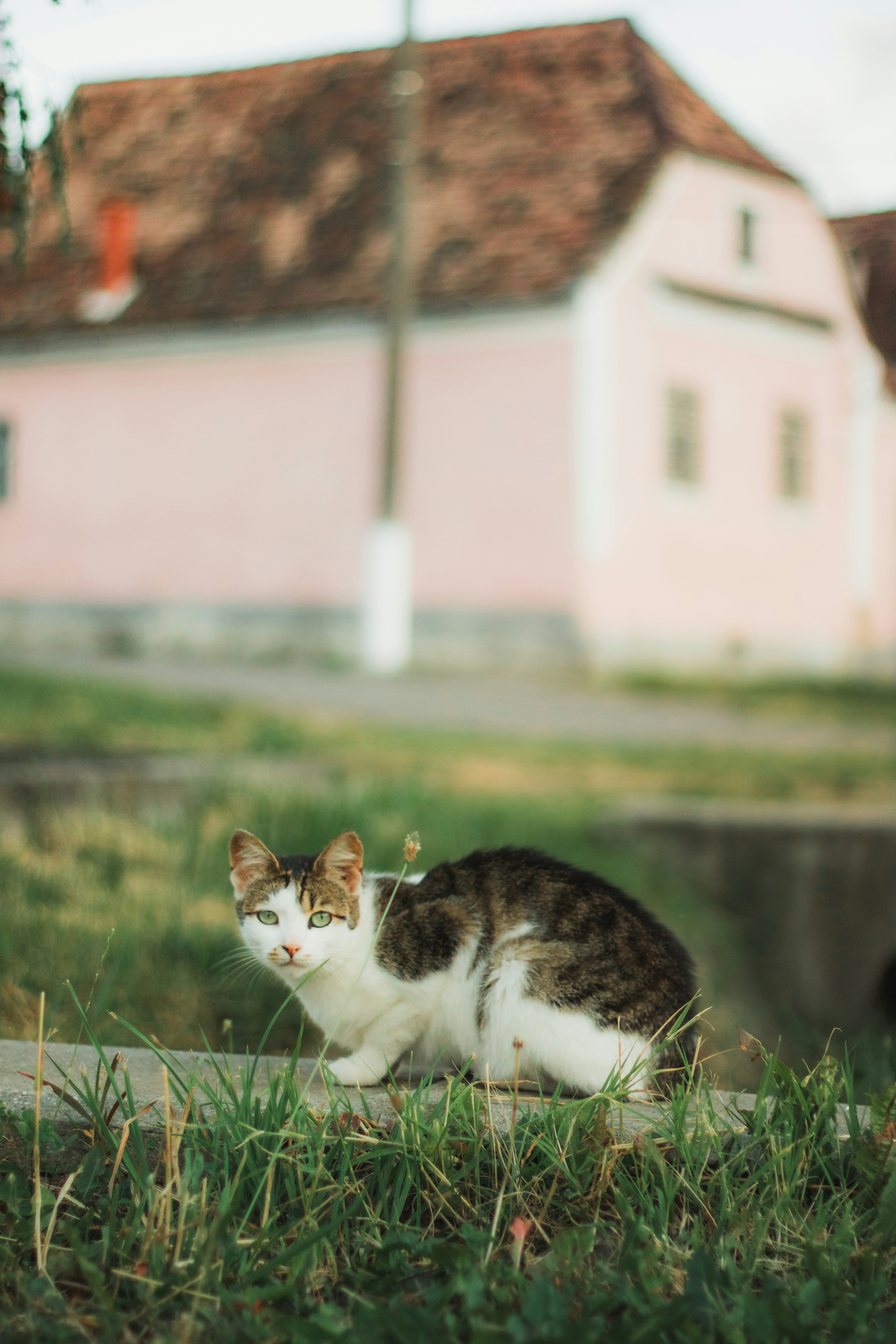 Quiet Street Companion: A Cat Watches the World from the Grass