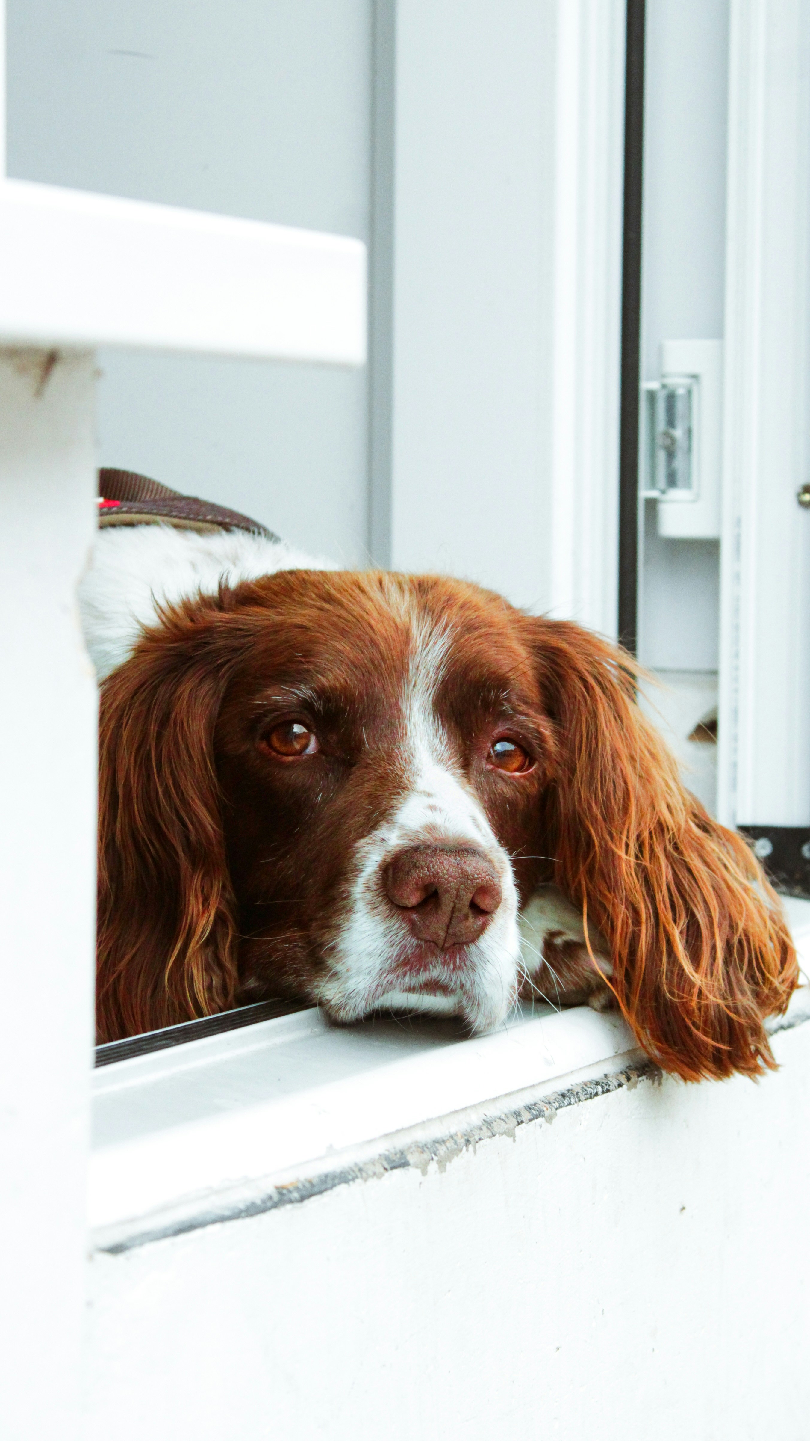 Curled at the Threshold: a Springer Spaniel Watches the Door