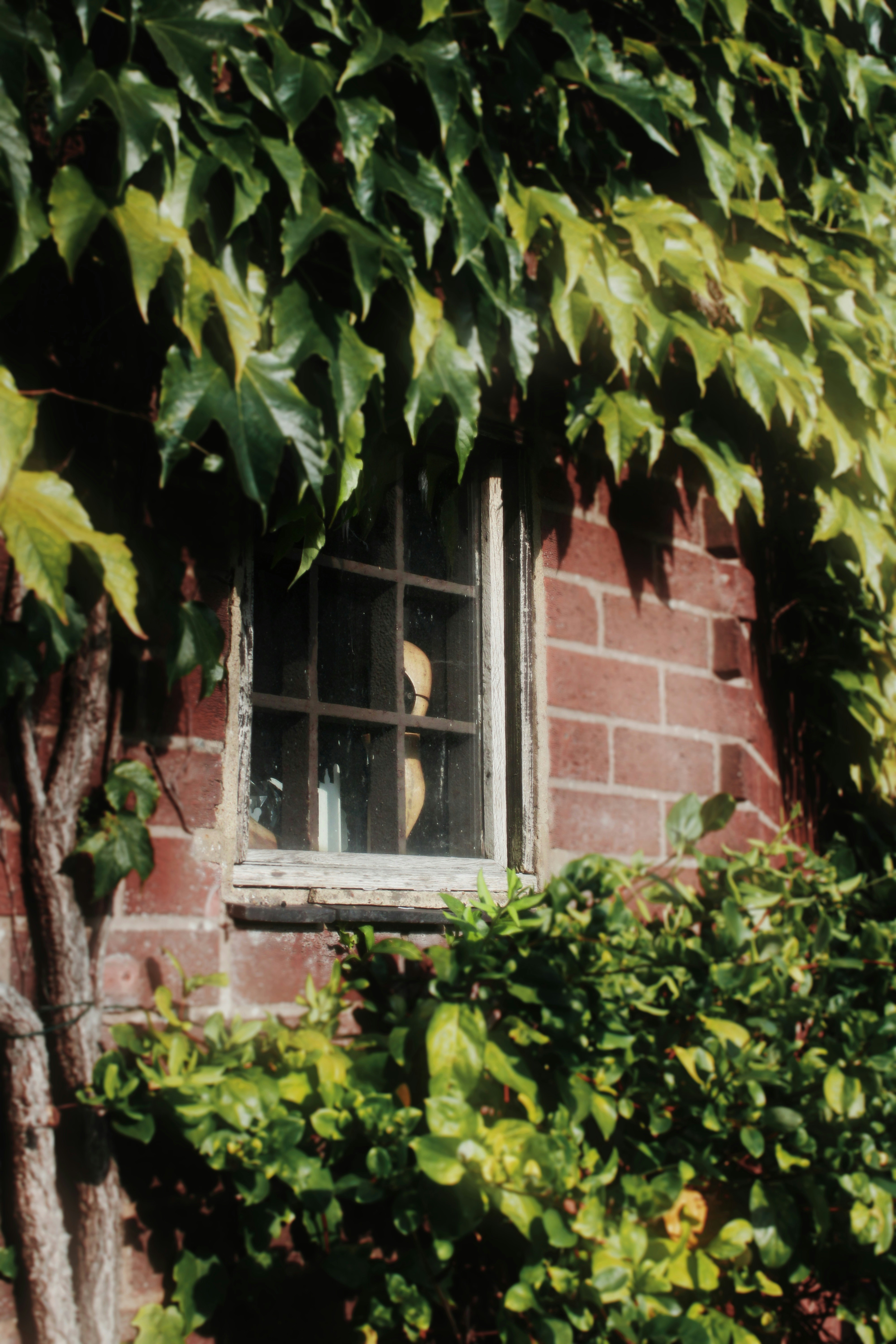 A small window in a red brick wall covered by green ivy leaves