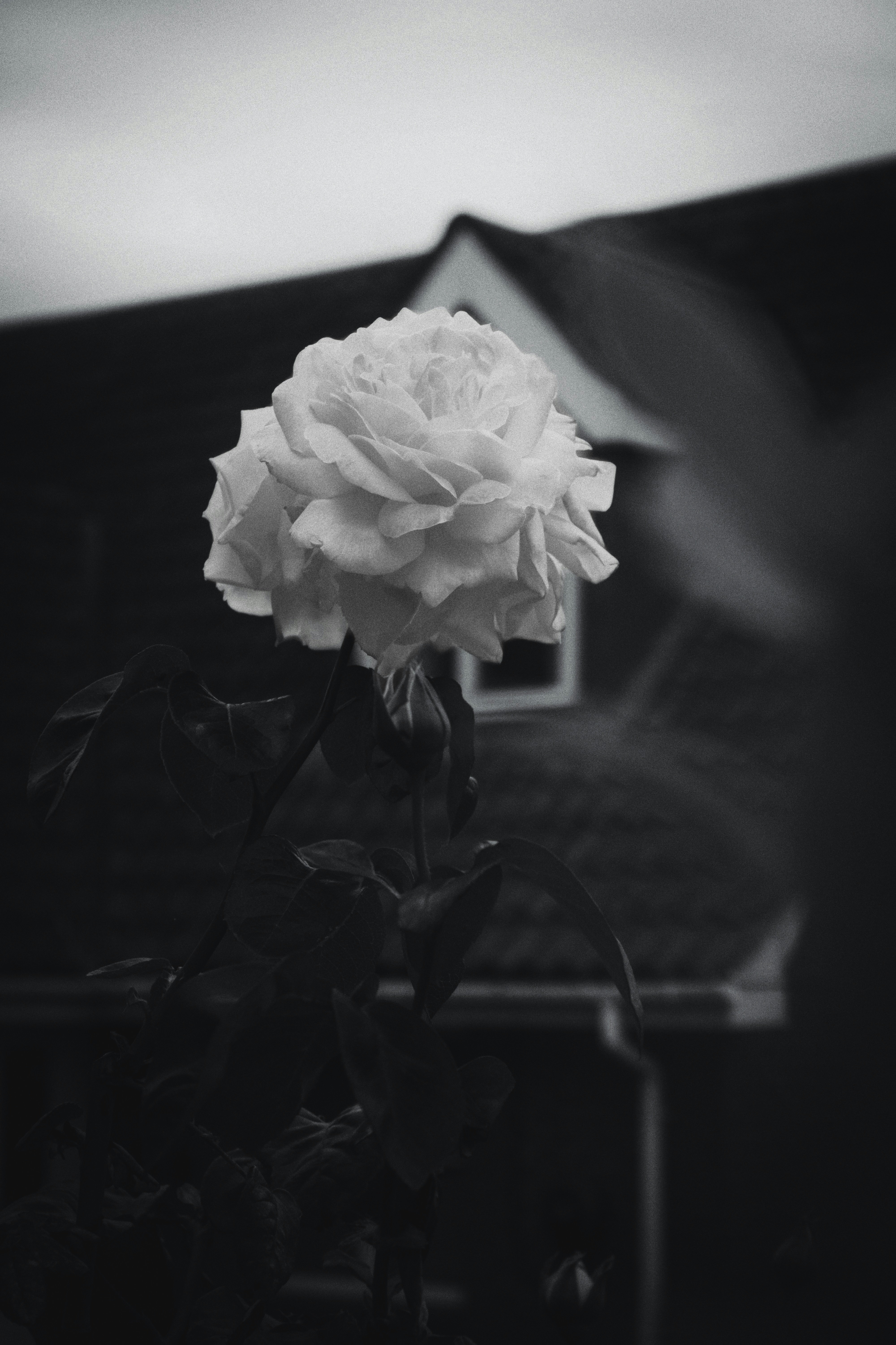 A monochrome portrait of a single white rose on a stem, with a blurred house roof in the background, emphasizing the blossom as the central subject.