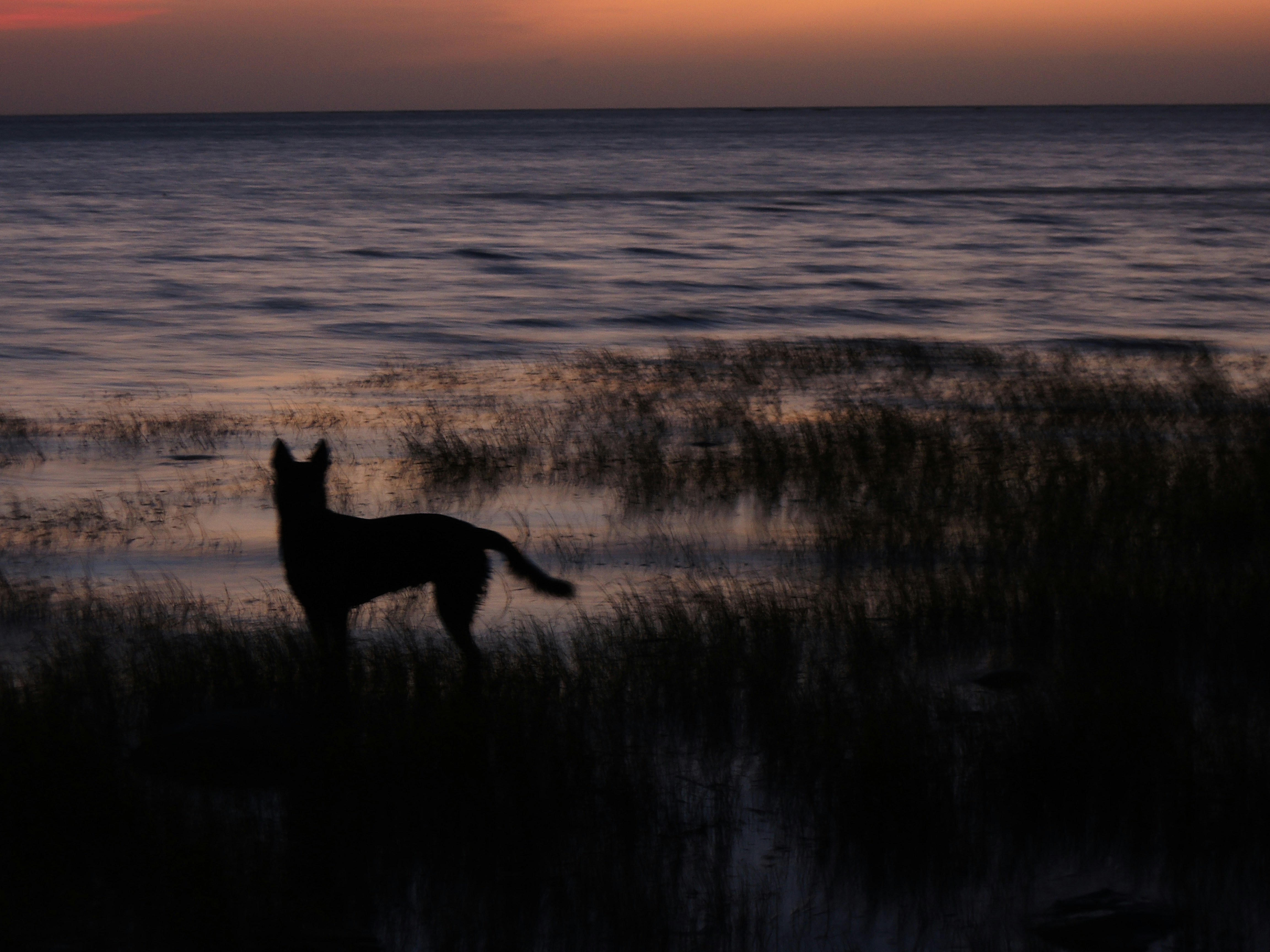 Silhouette at Dusk: A Lone Wanderer by Shimmering Shore