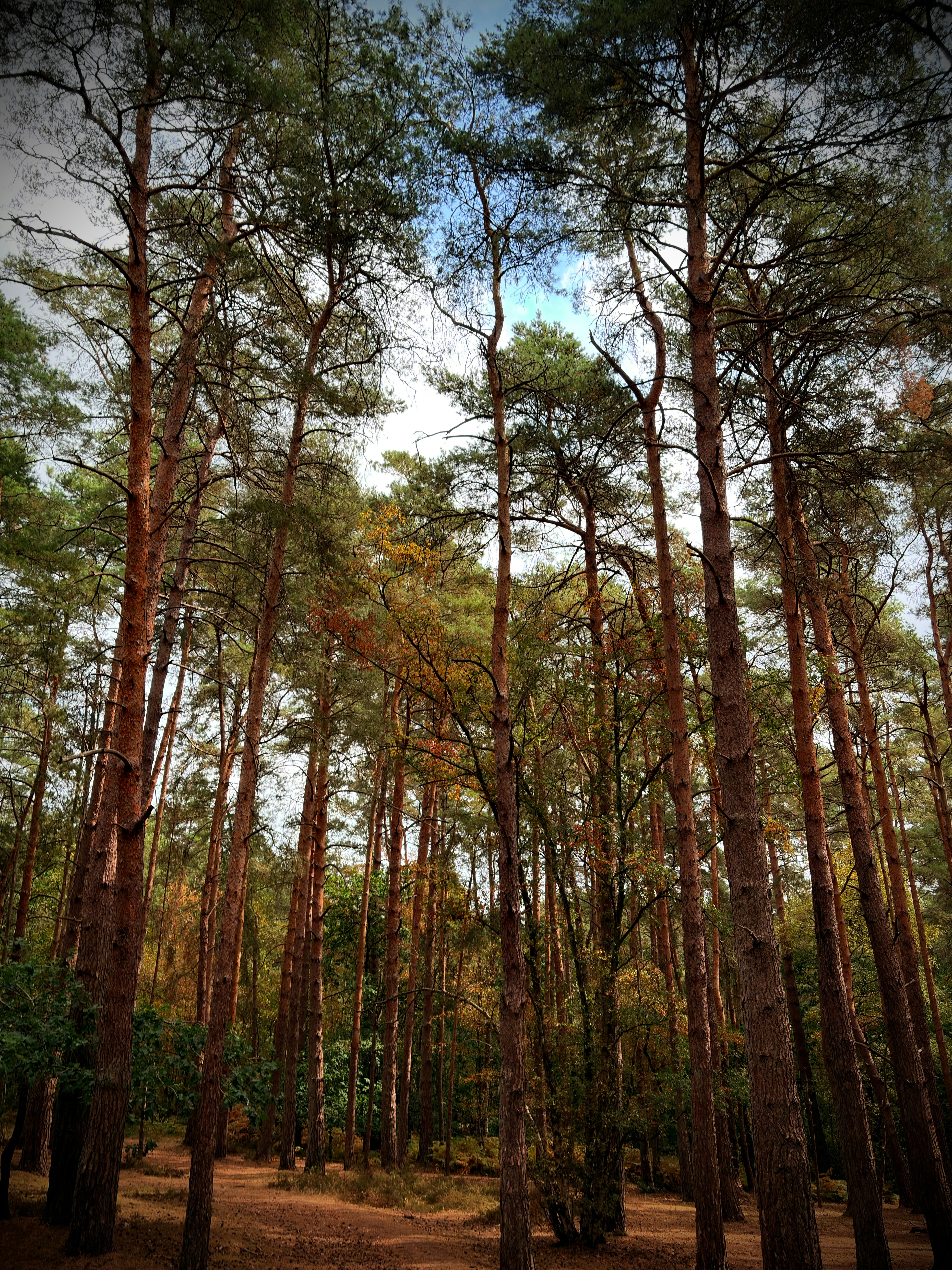 Guardians of the Pines: A Sunlit Forest in Autumn