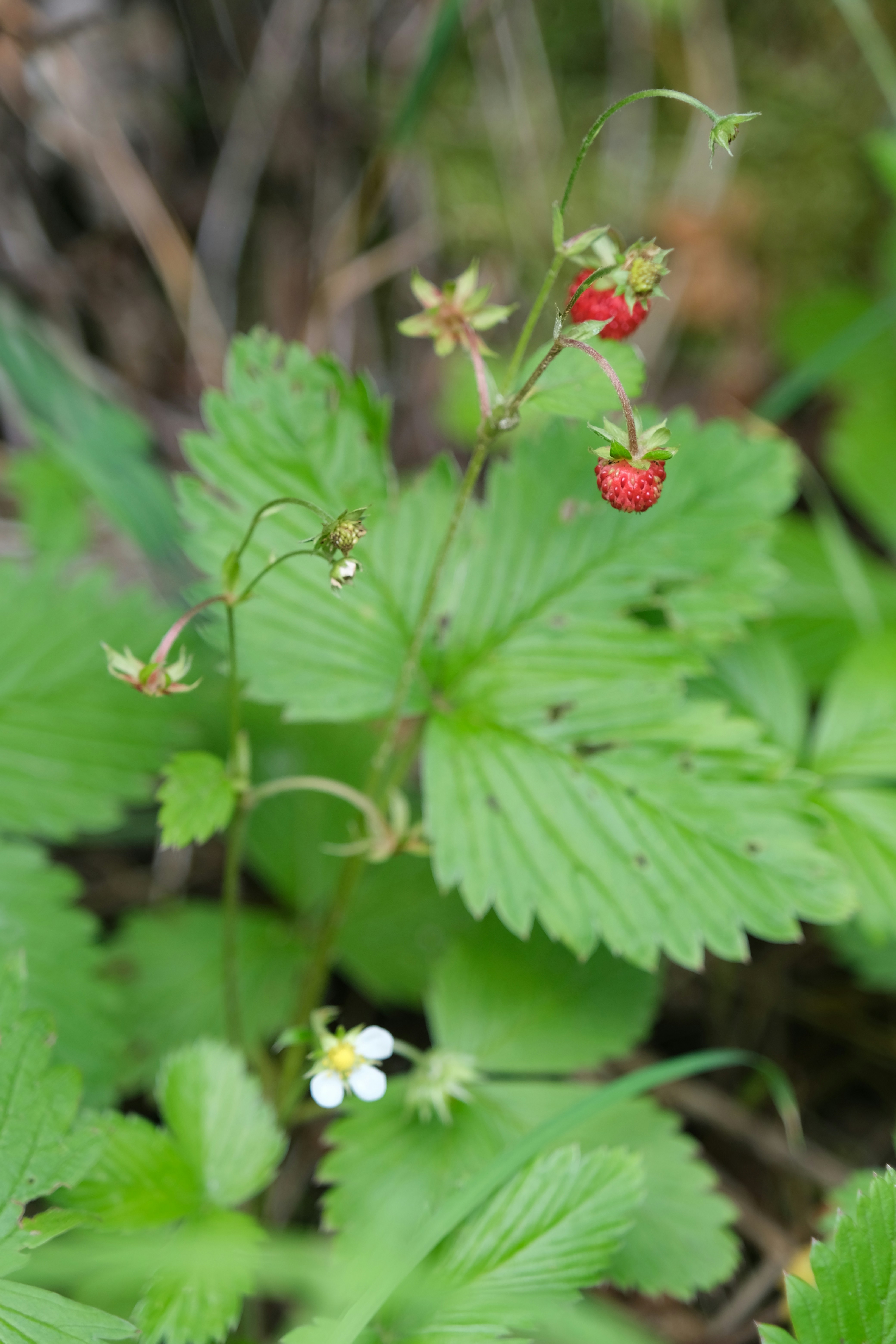 Fragile berry vines and a lone strawberry in a shaded garden