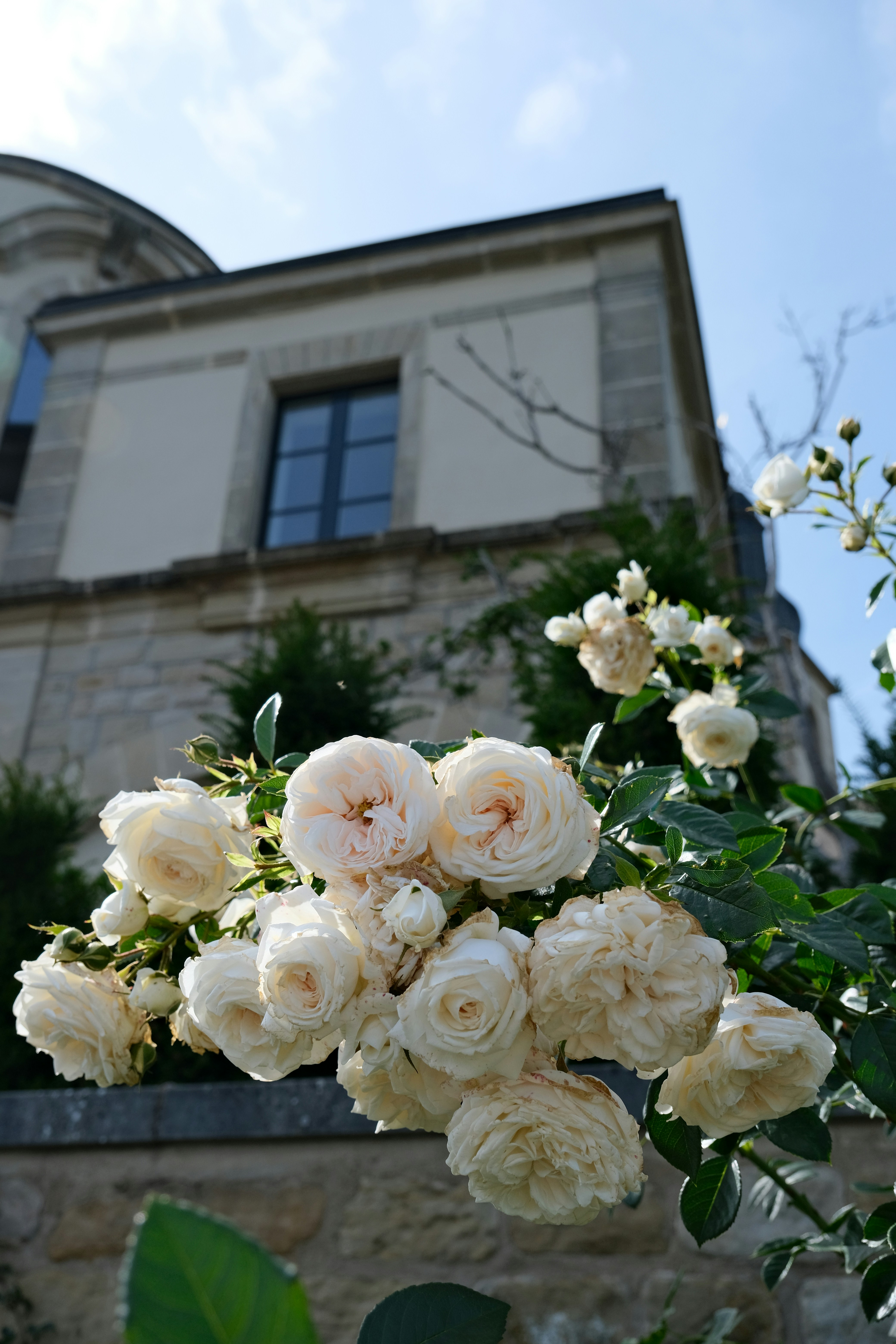 Cream Roses in Bloom Before an Elegant Stone Facade