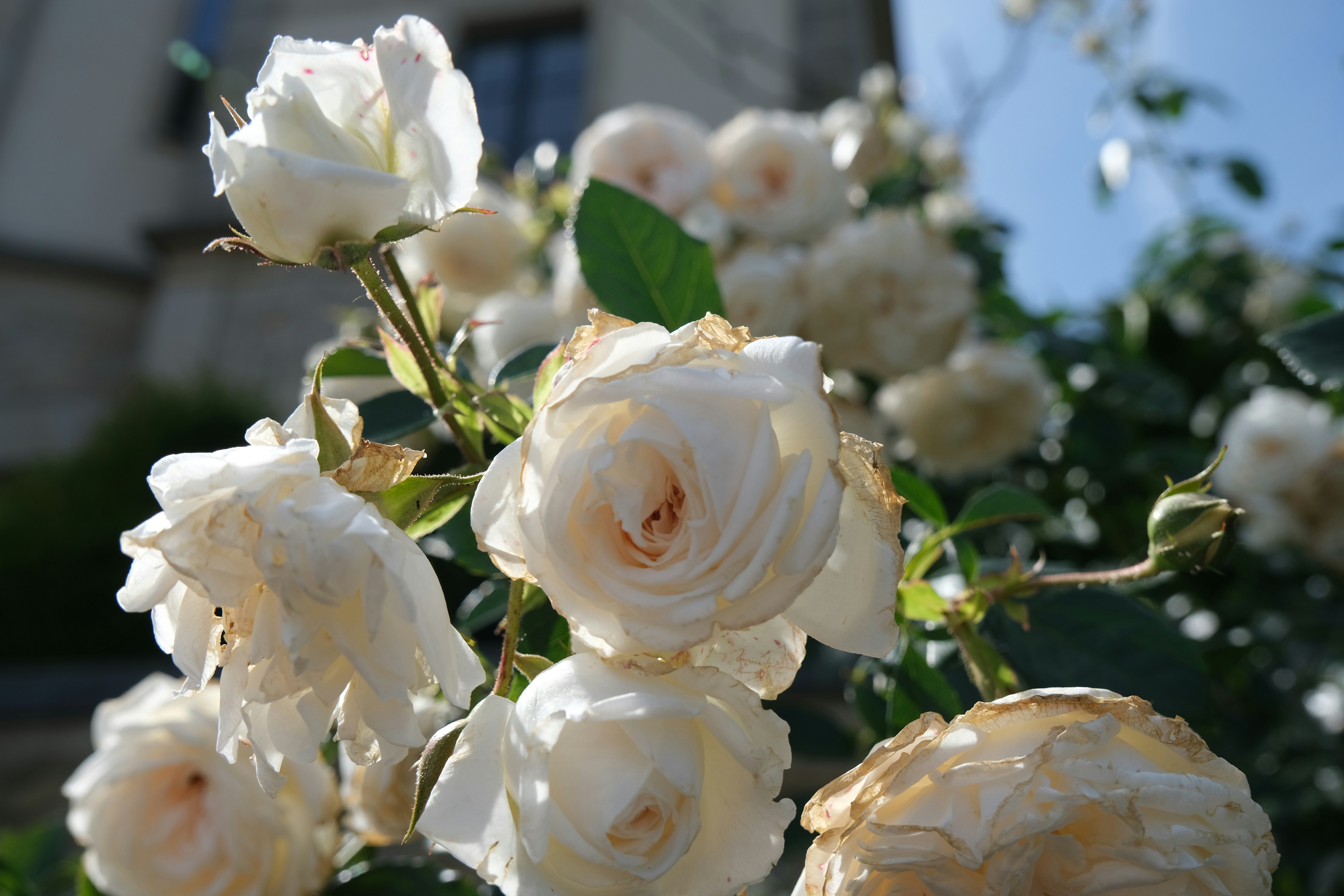 White Rose Close-Up: Petals Framed by Bright Sky