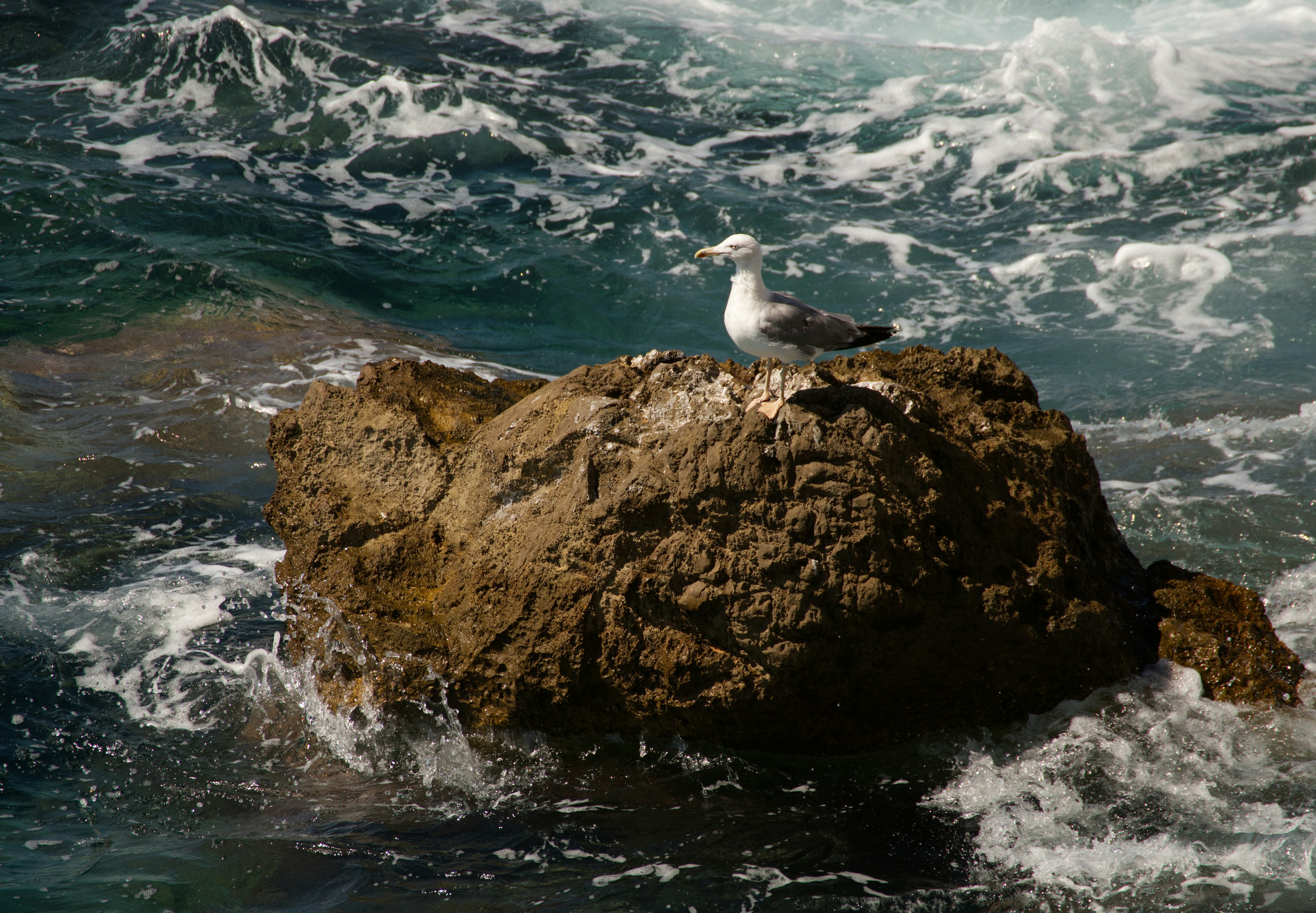 Seagull Keeper of the Reef: A Silent Moment on the Tides