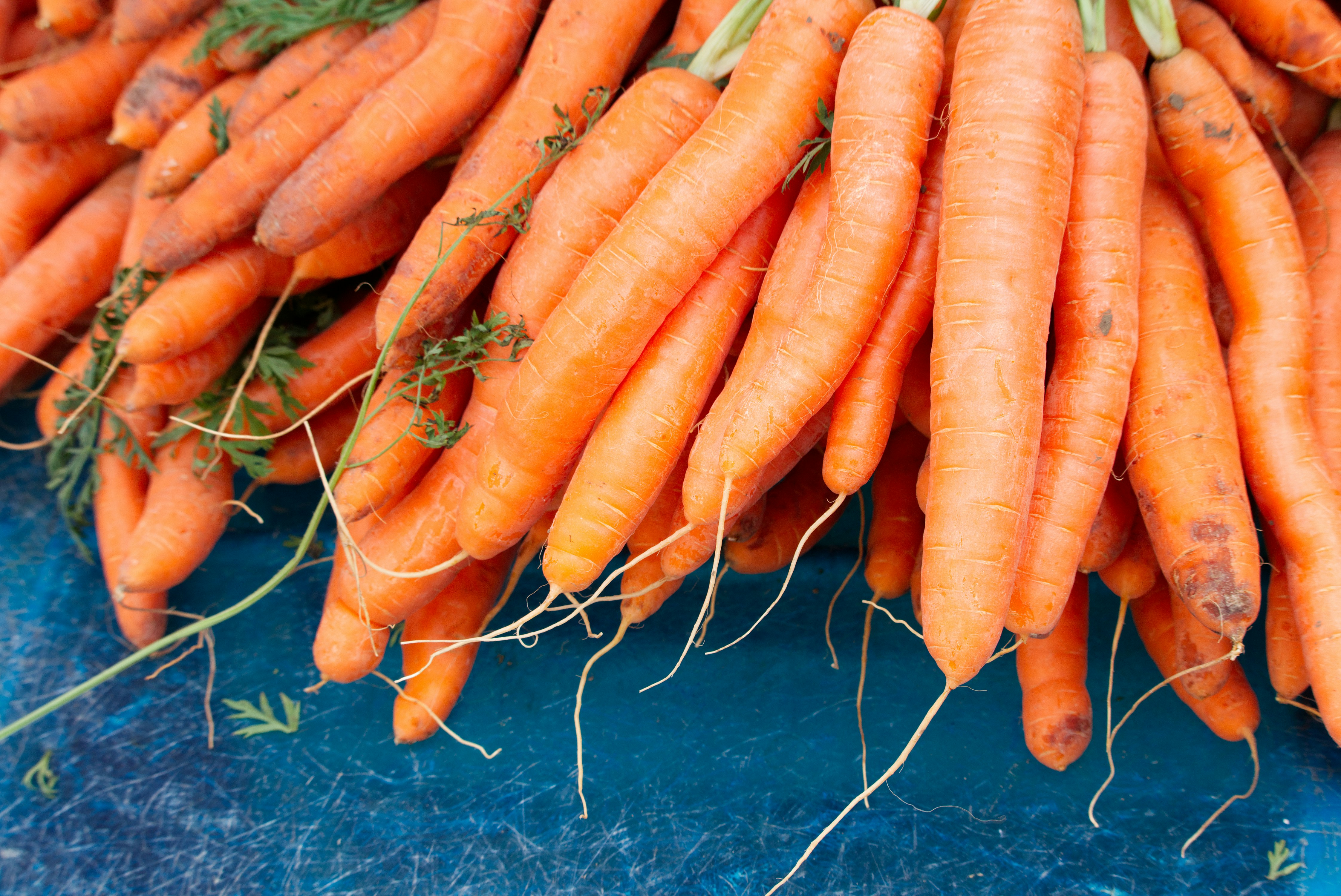 Pile of fresh orange carrots with green tops on a blue surface