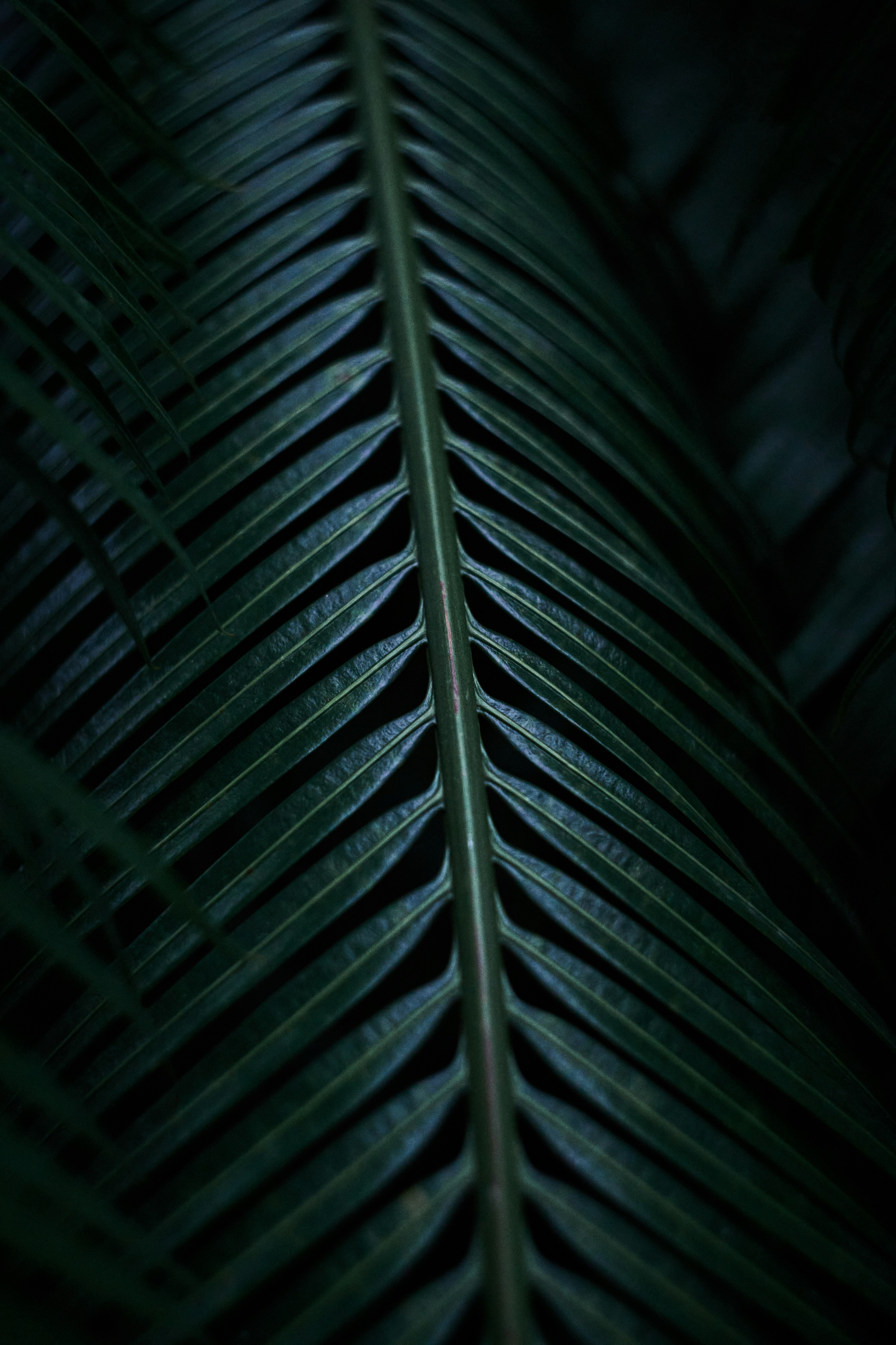 Midnight Needle: A Central Frond in Focus