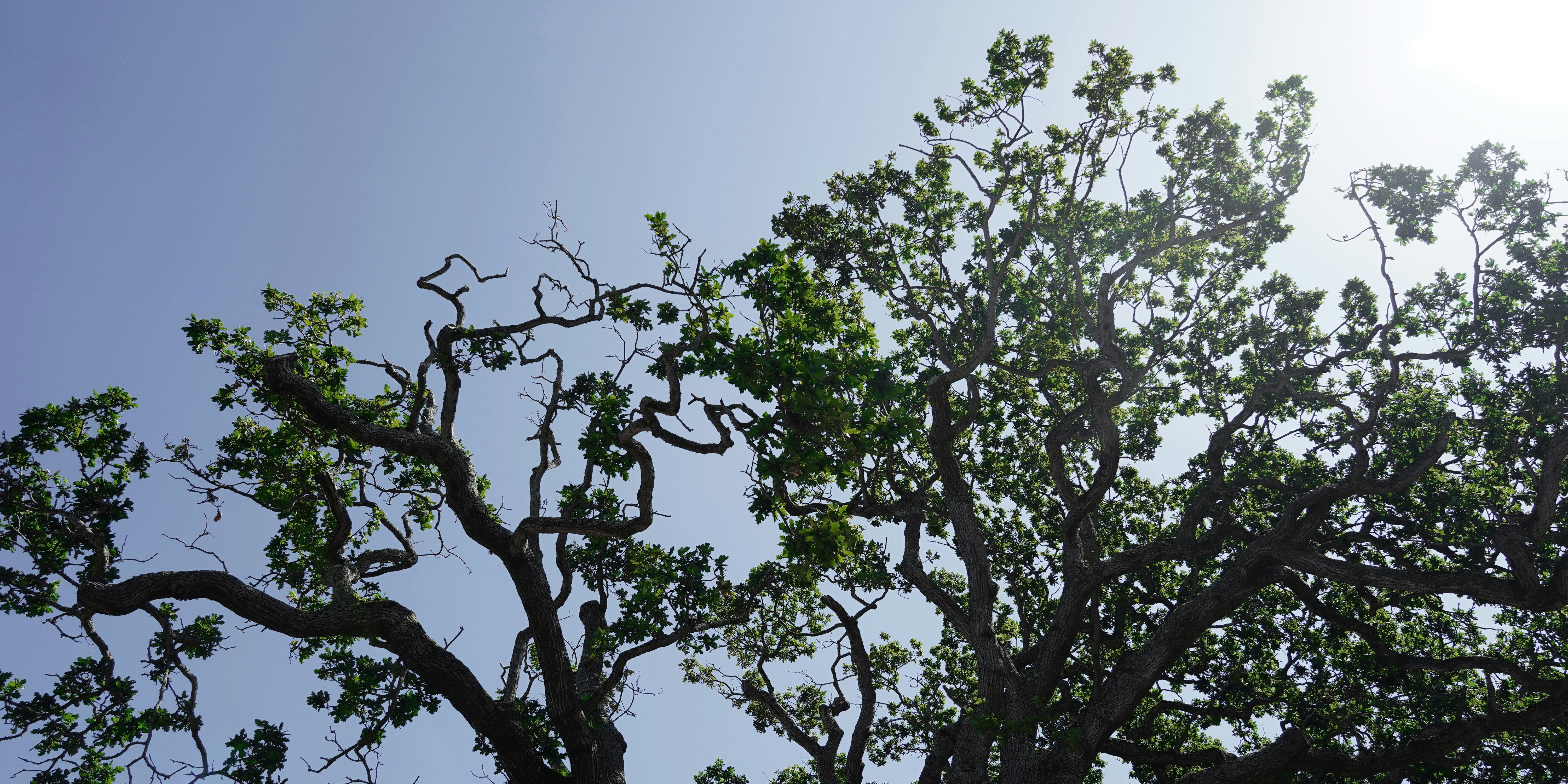 Gnarled Canopy Against a Clear Sky
