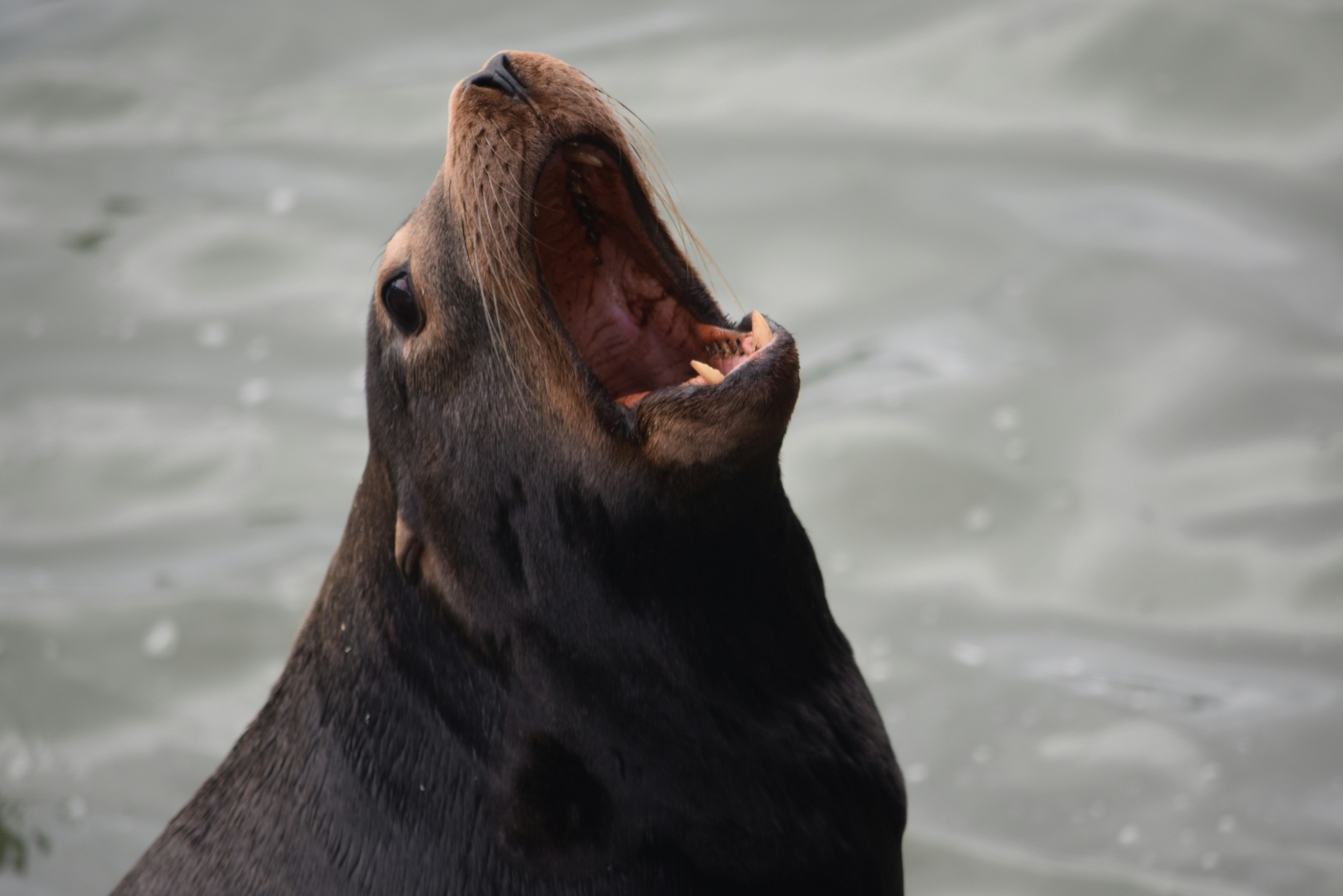 Open-mouthed Grin: A Sea Lion in Mid-Groan