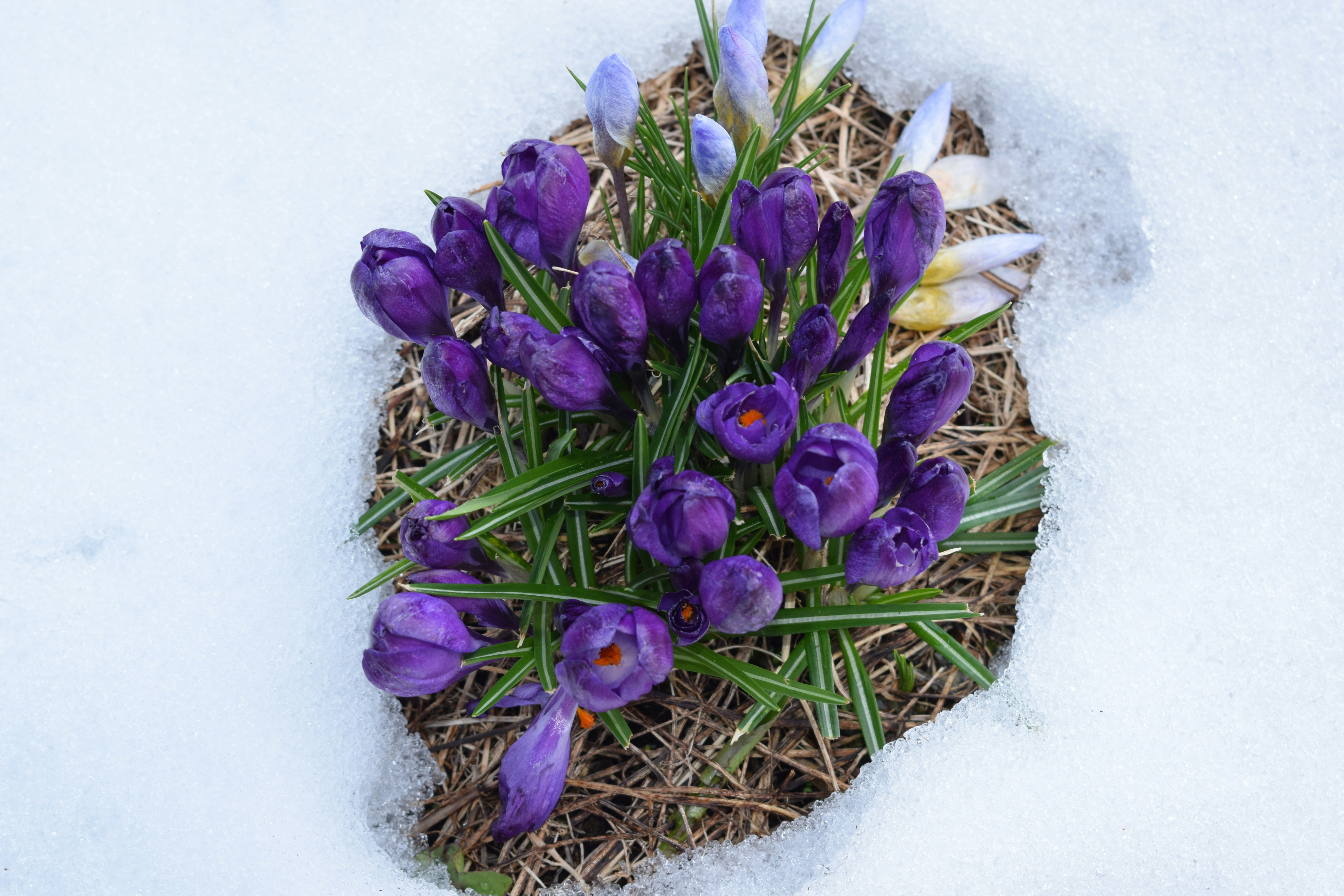 Purple Spring Breakthrough: Crocus Bloom Surrounded by Snow