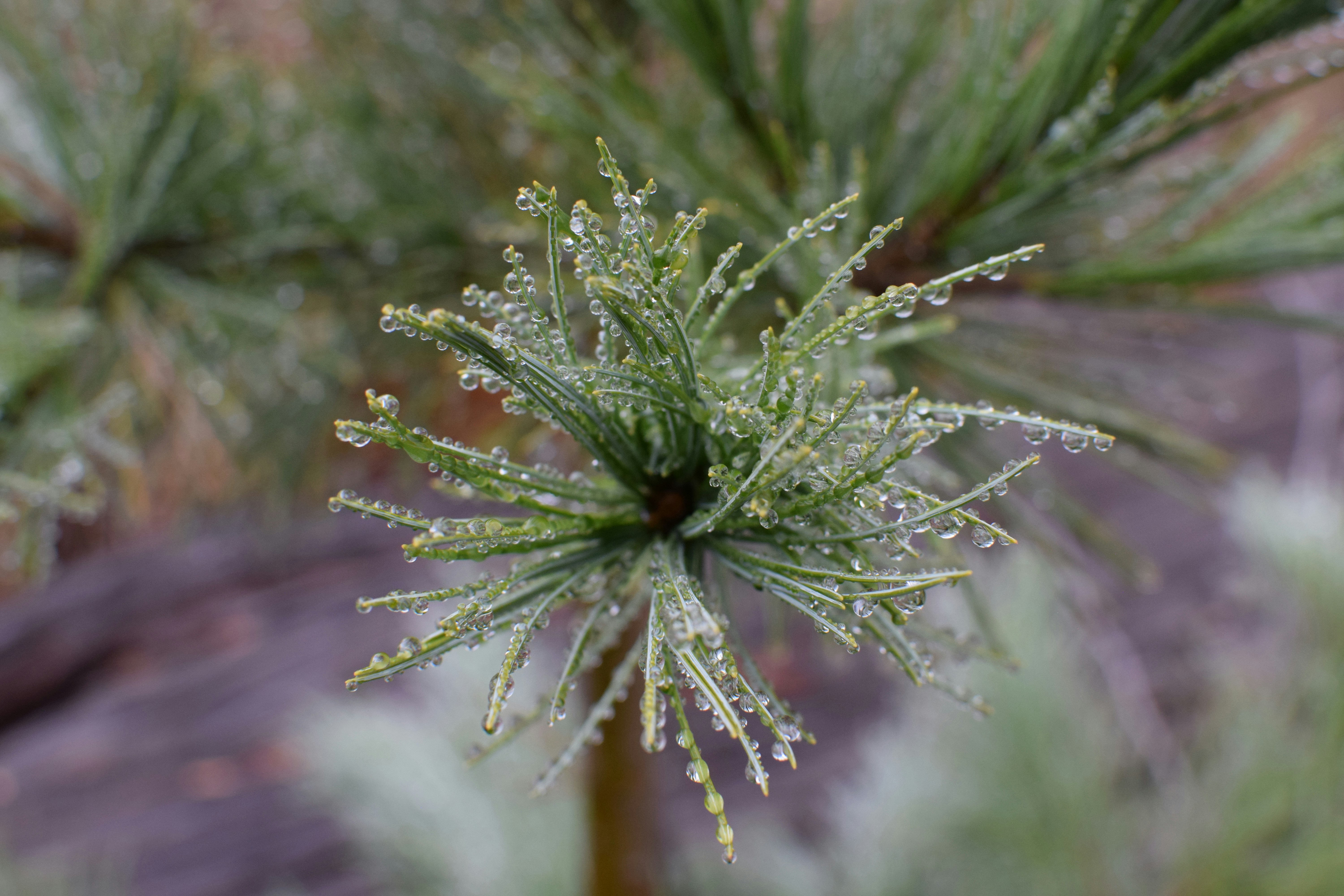 Glistening Pine Needles Under Morning Dew