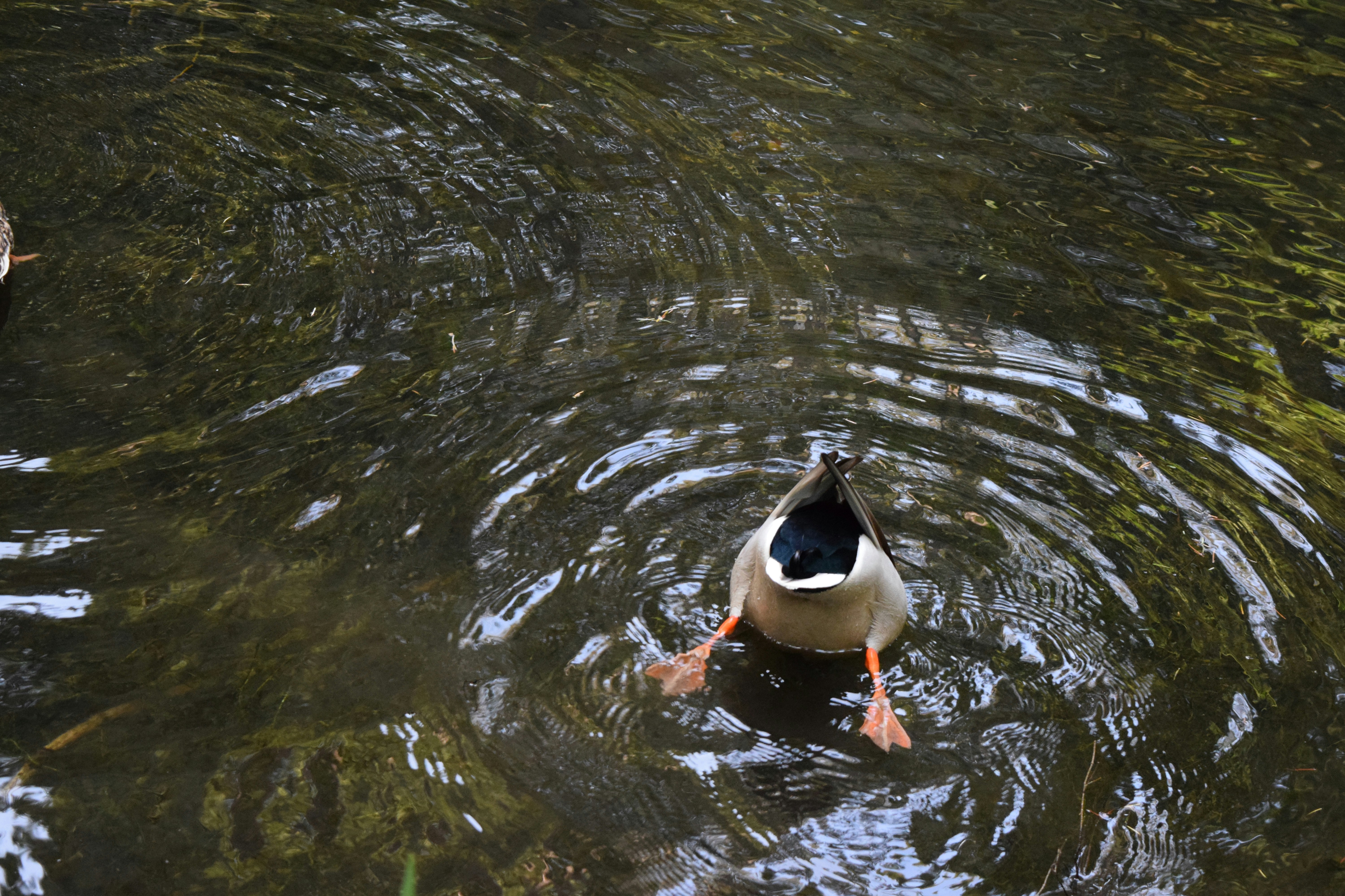 Upside-Down Moment: A Duck Surfaces in Rippling Light